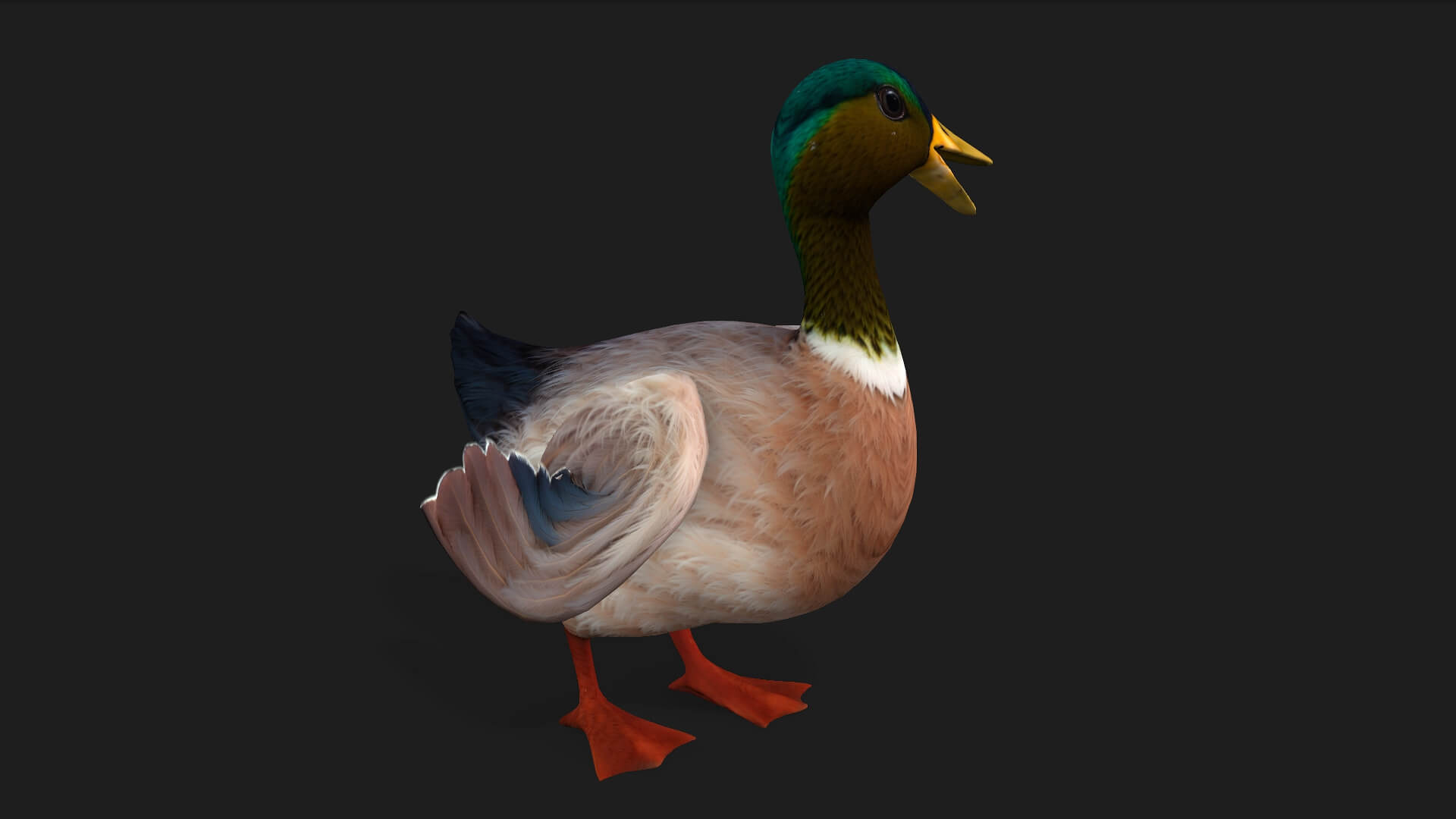 Duck A3 Animated - 3D Model by Animated3d