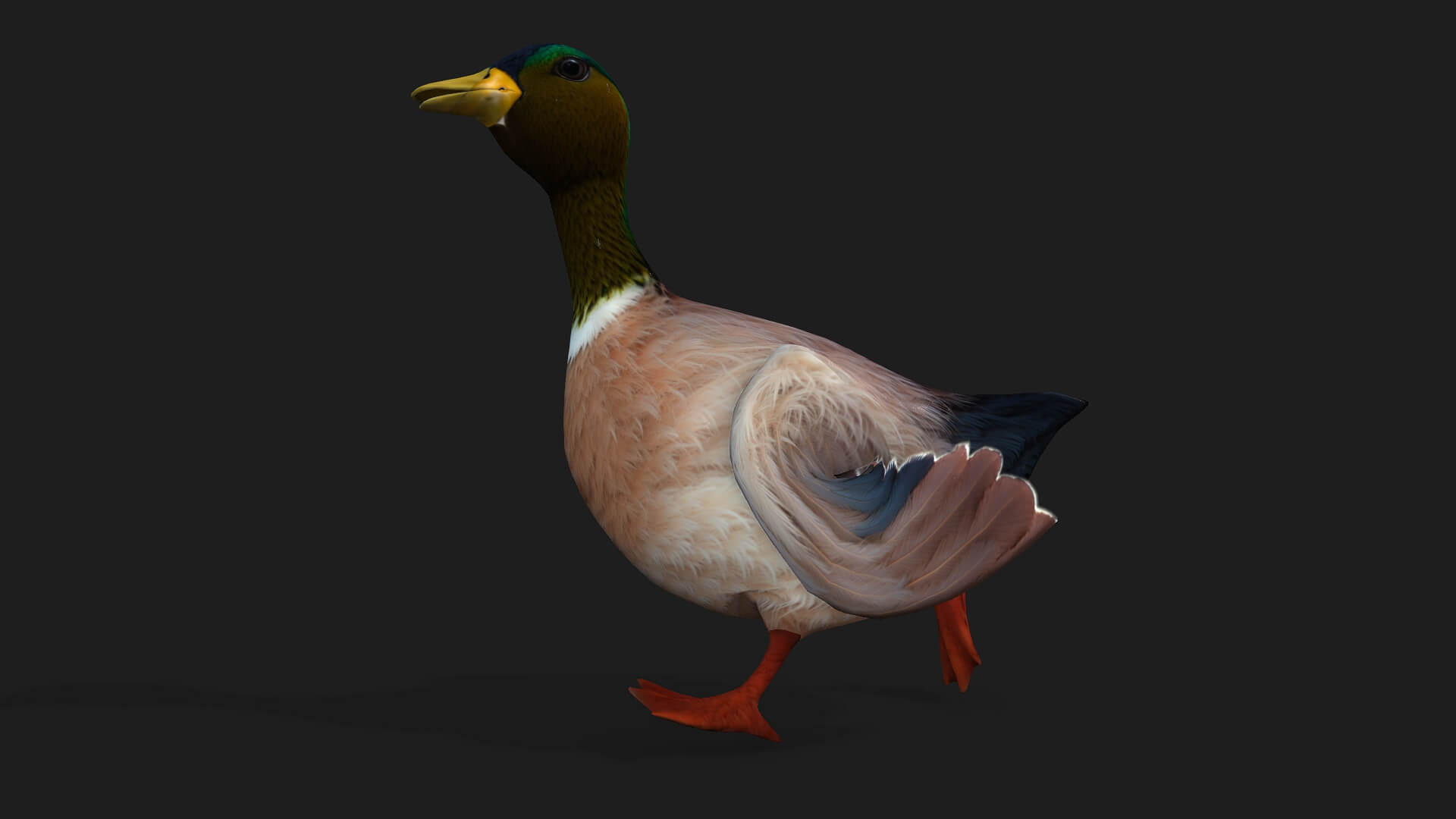 Duck A3 Animated - 3D Model by Animated3d