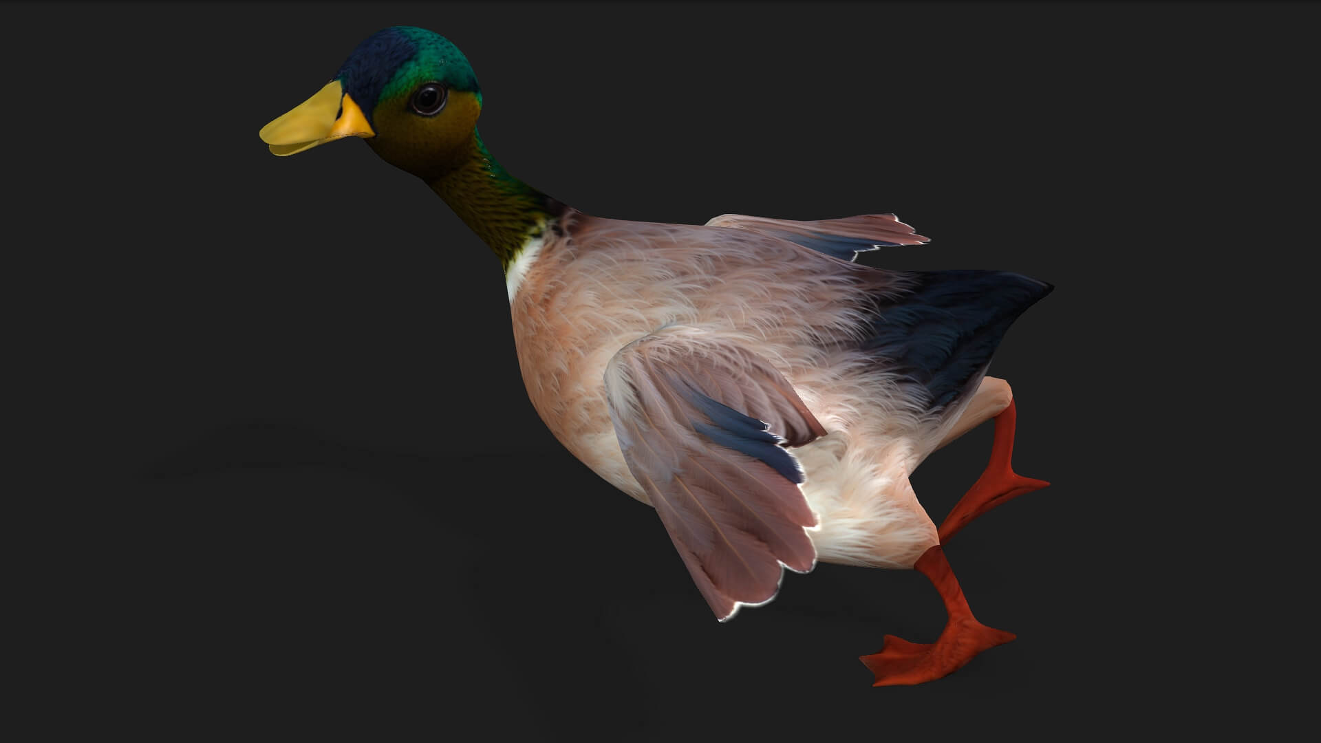 Duck A3 Animated - 3D Model by Animated3d