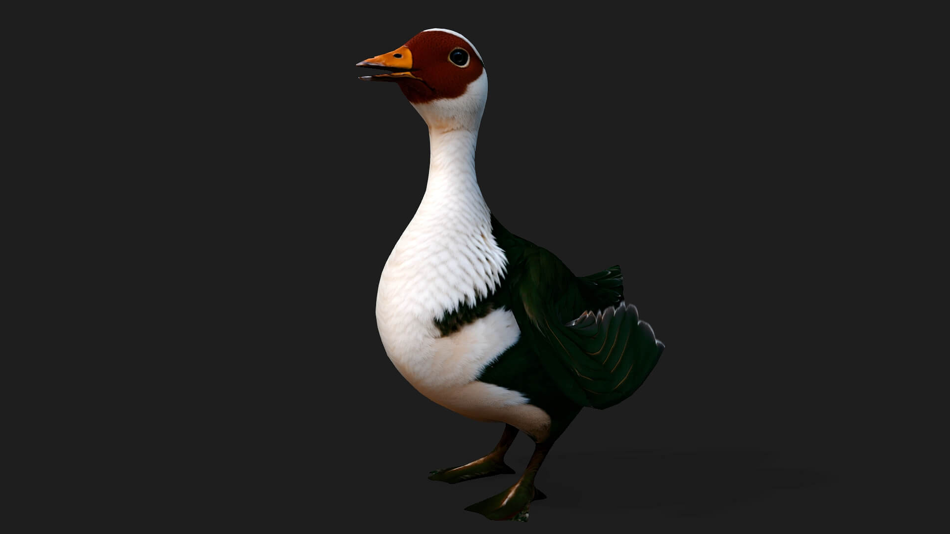 Duck A4 Animated - 3D Model by Animated3d