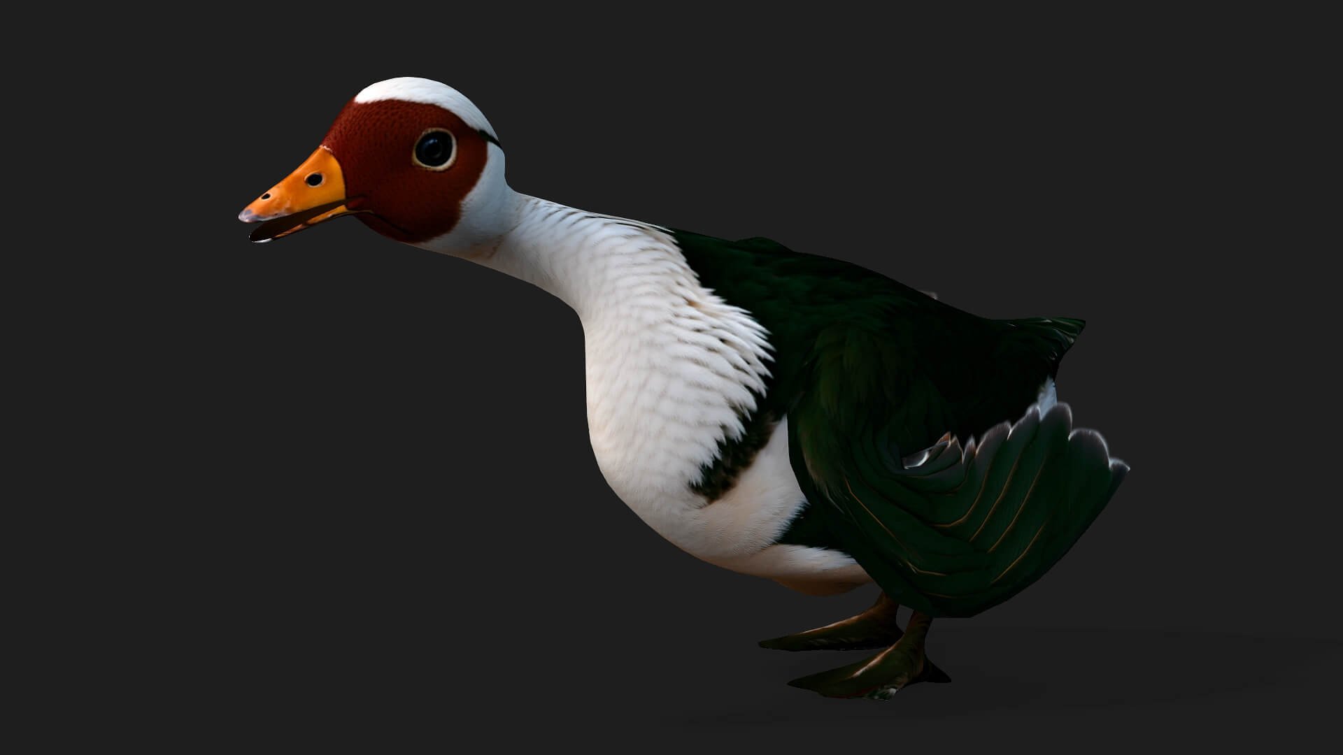 Duck A4 Animated - 3D Model by Animated3d