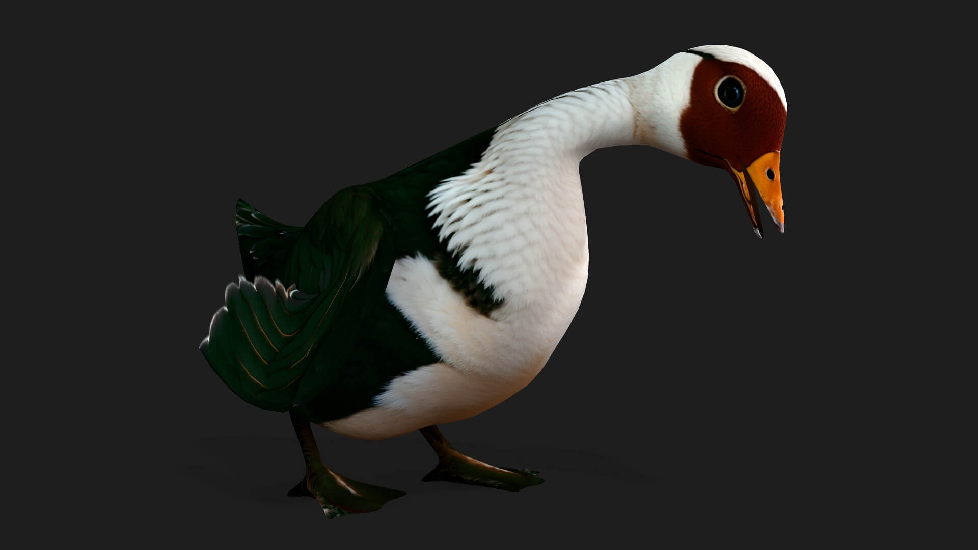 Duck A4 Animated - 3D Model by Animated3d