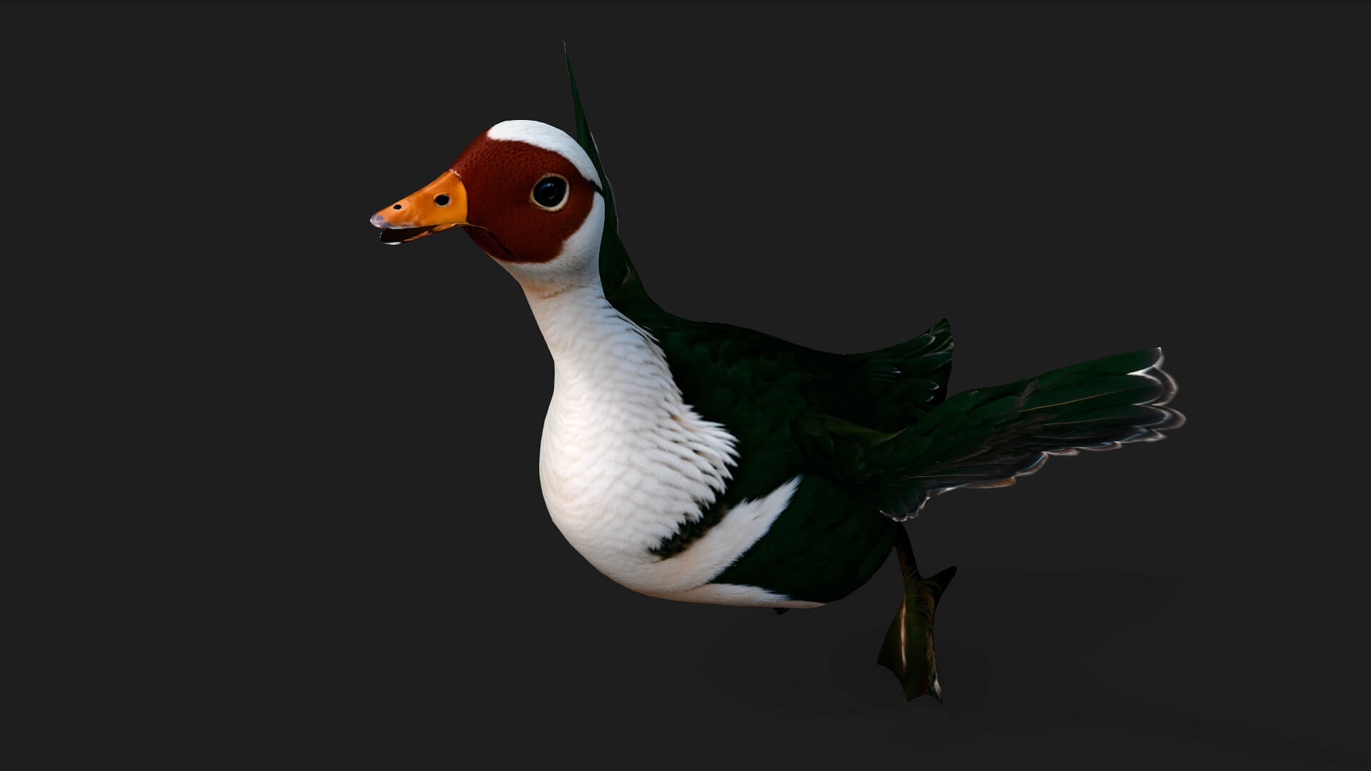 Duck A4 Animated - 3D Model by Animated3d