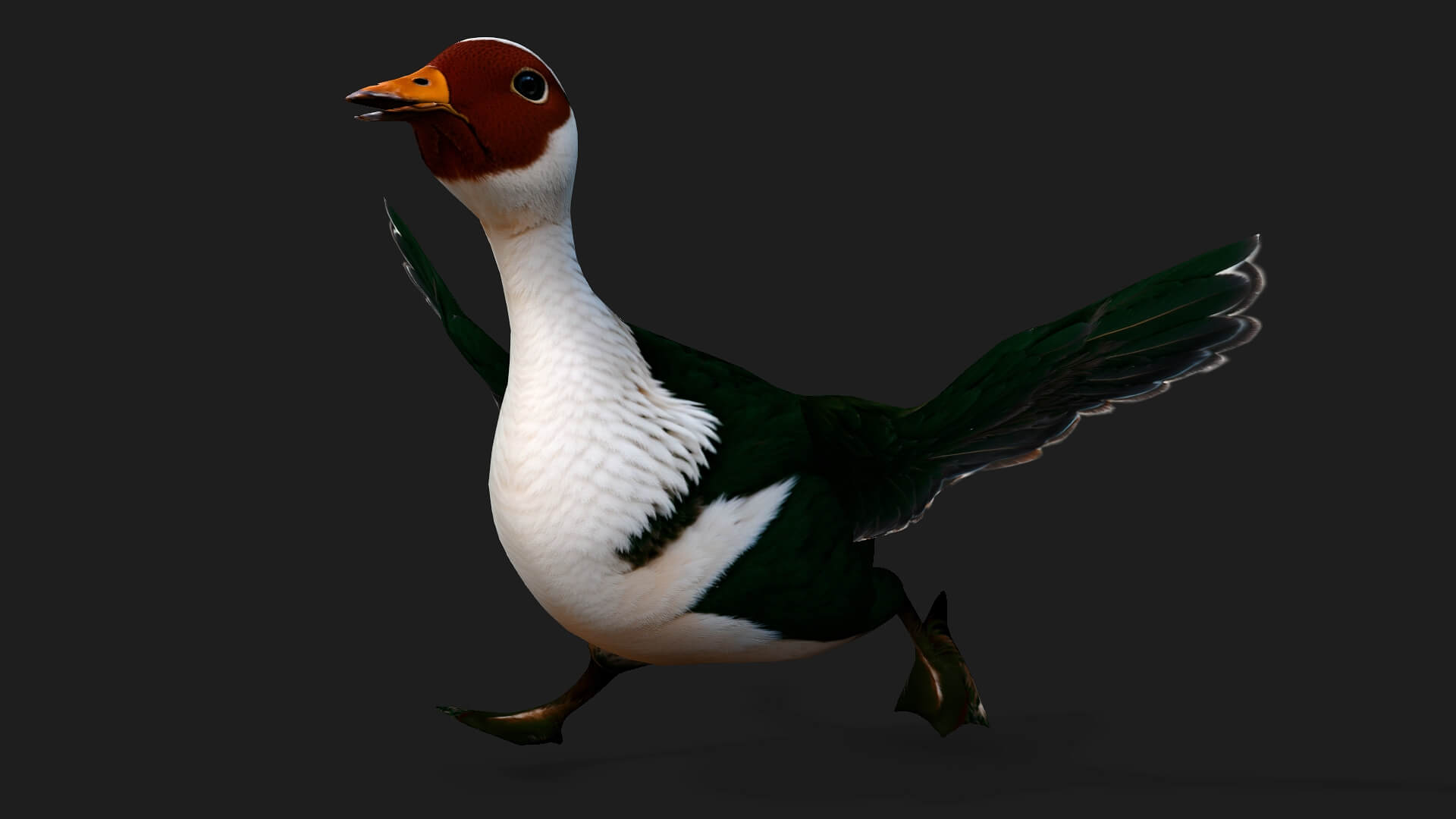 Duck A4 Animated - 3D Model by Animated3d