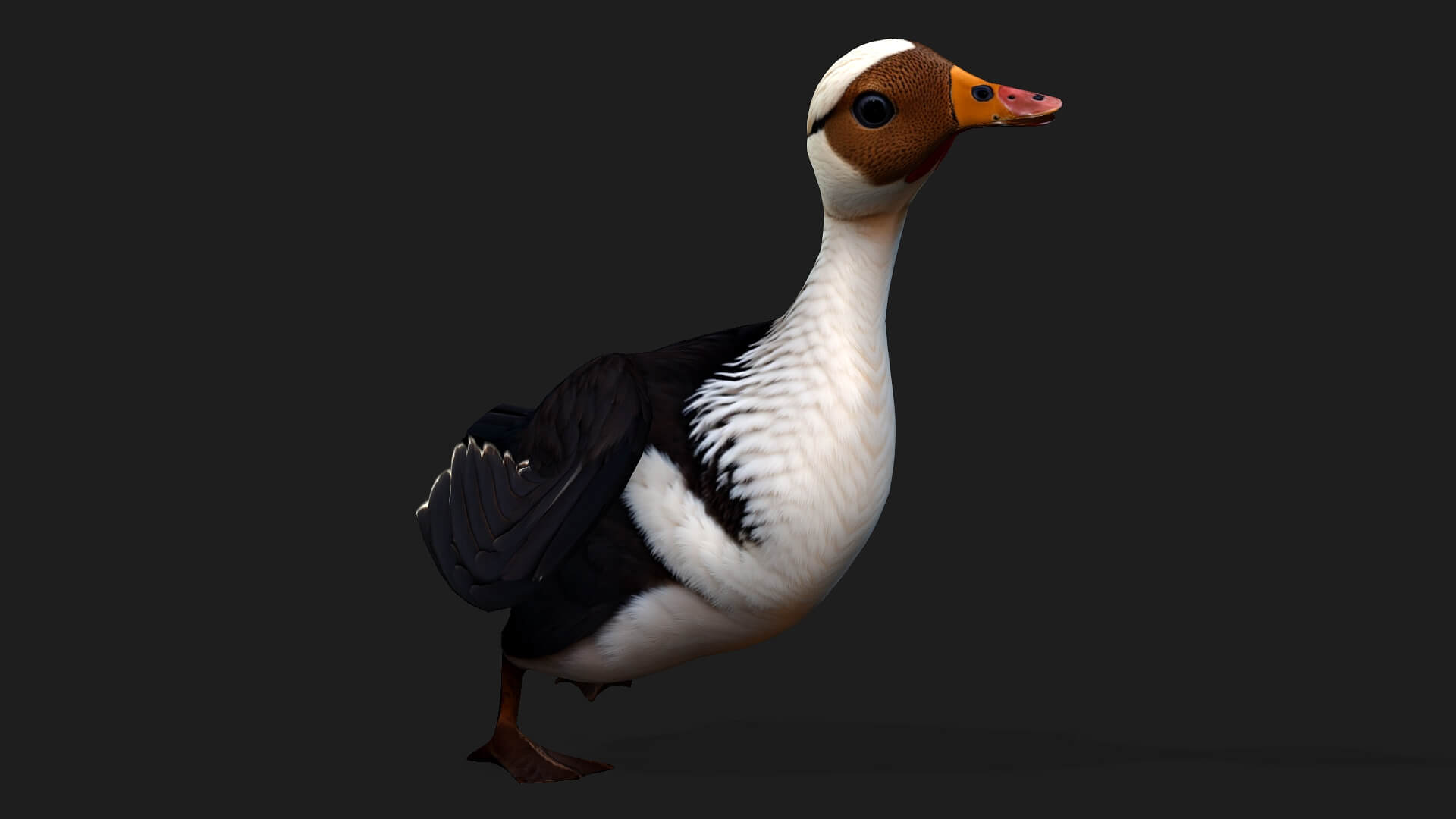 Duck A5 Animated - 3D Model by Animated3d