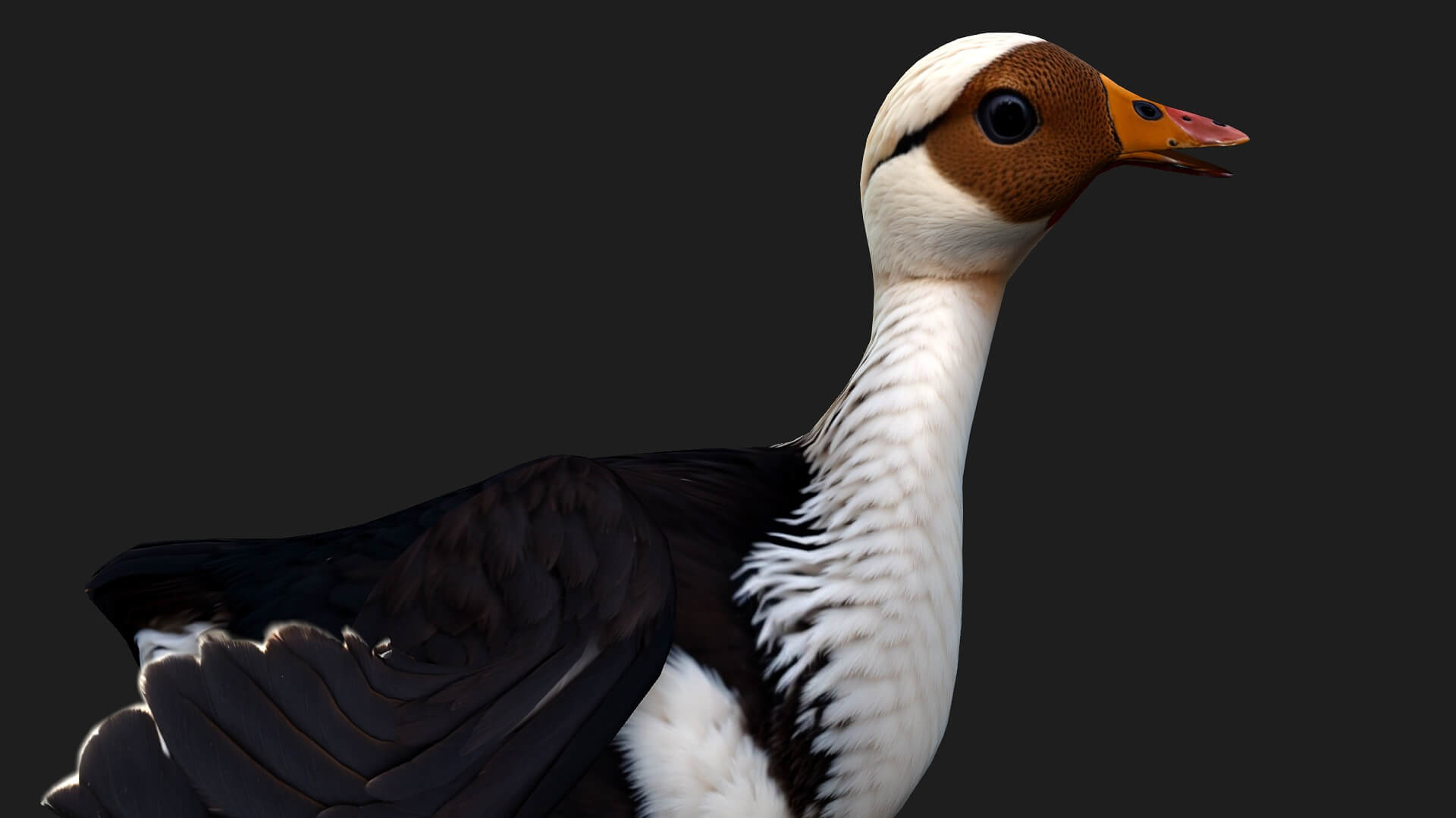 Duck A5 Animated - 3D Model by Animated3d