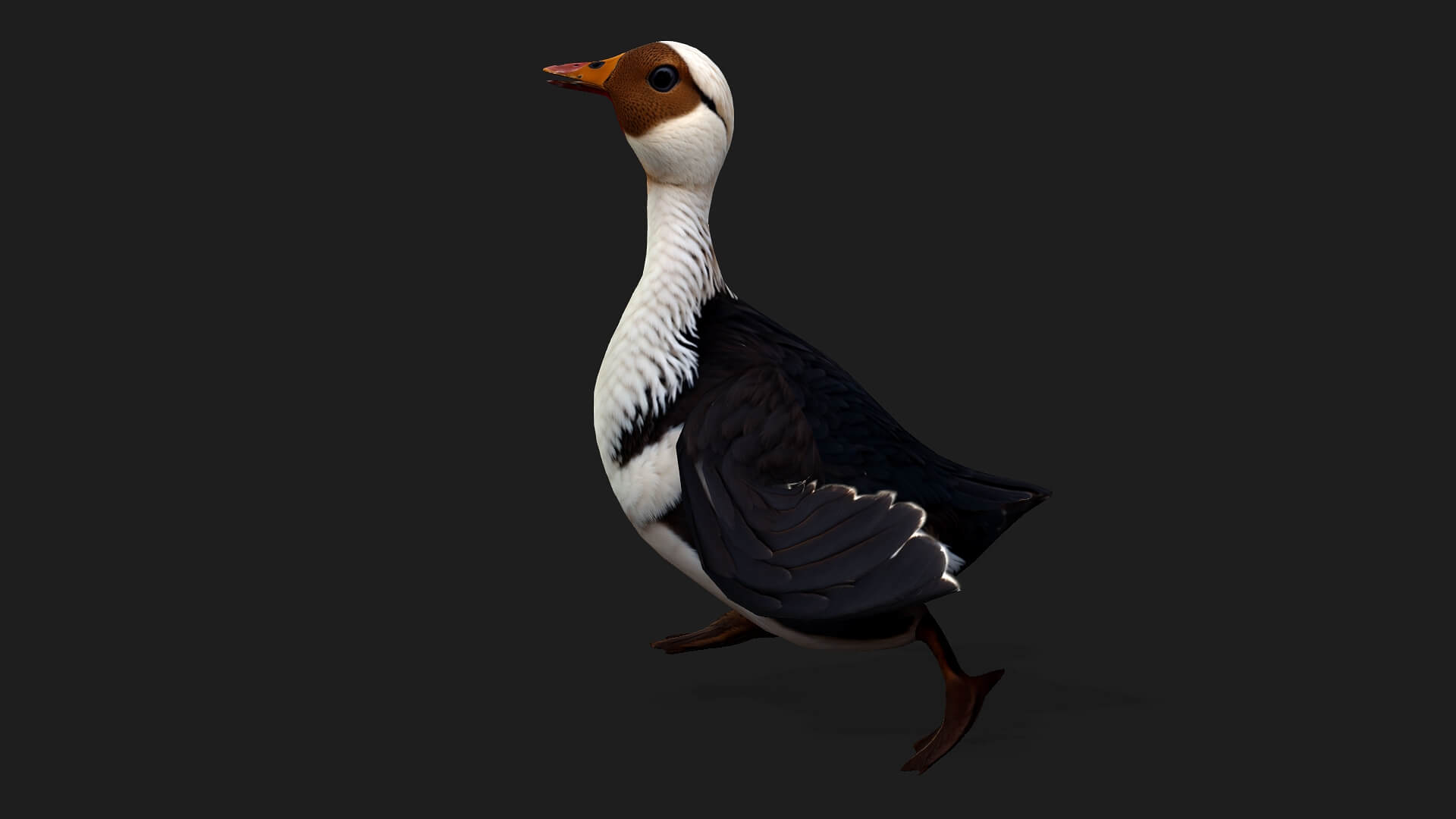 Duck A5 Animated - 3D Model by Animated3d