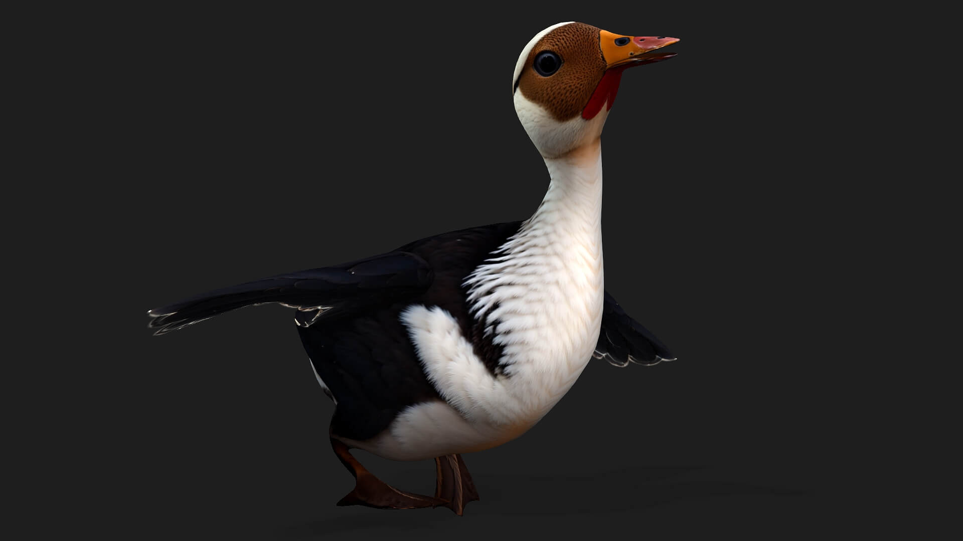 Duck A5 Animated - 3D Model by Animated3d