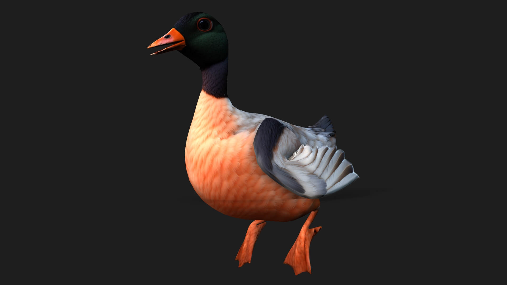 Duck A6 Animated - 3D Model by Animated3d