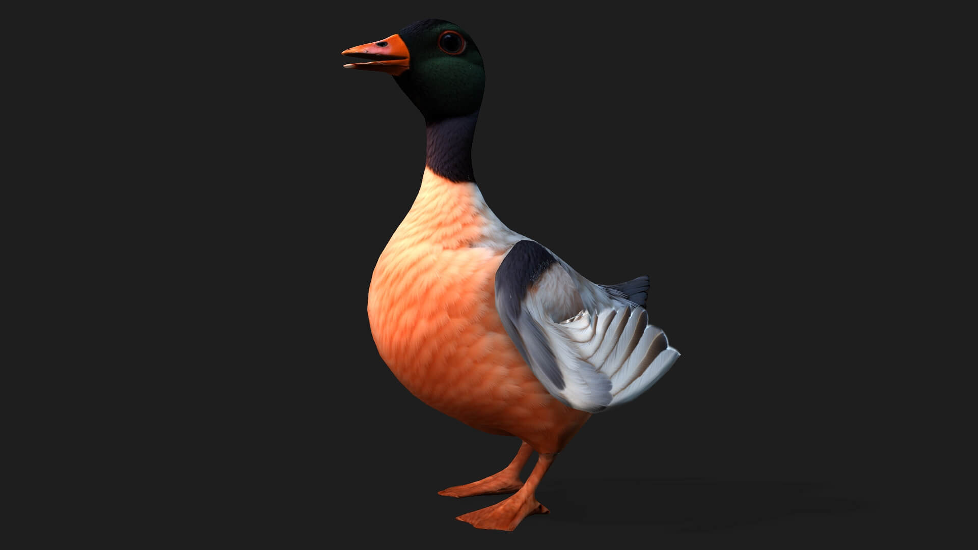 Duck A6 Animated - 3D Model by Animated3d