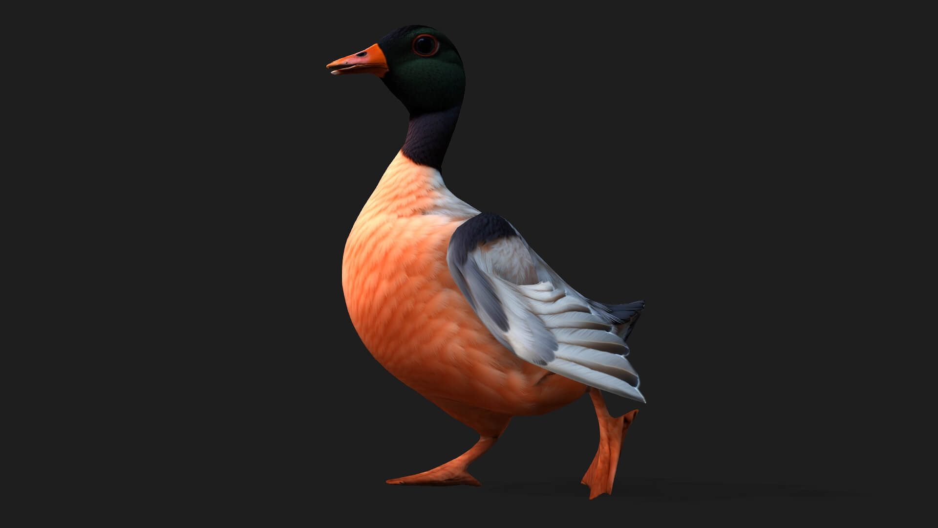 Duck A6 Animated - 3D Model by Animated3d