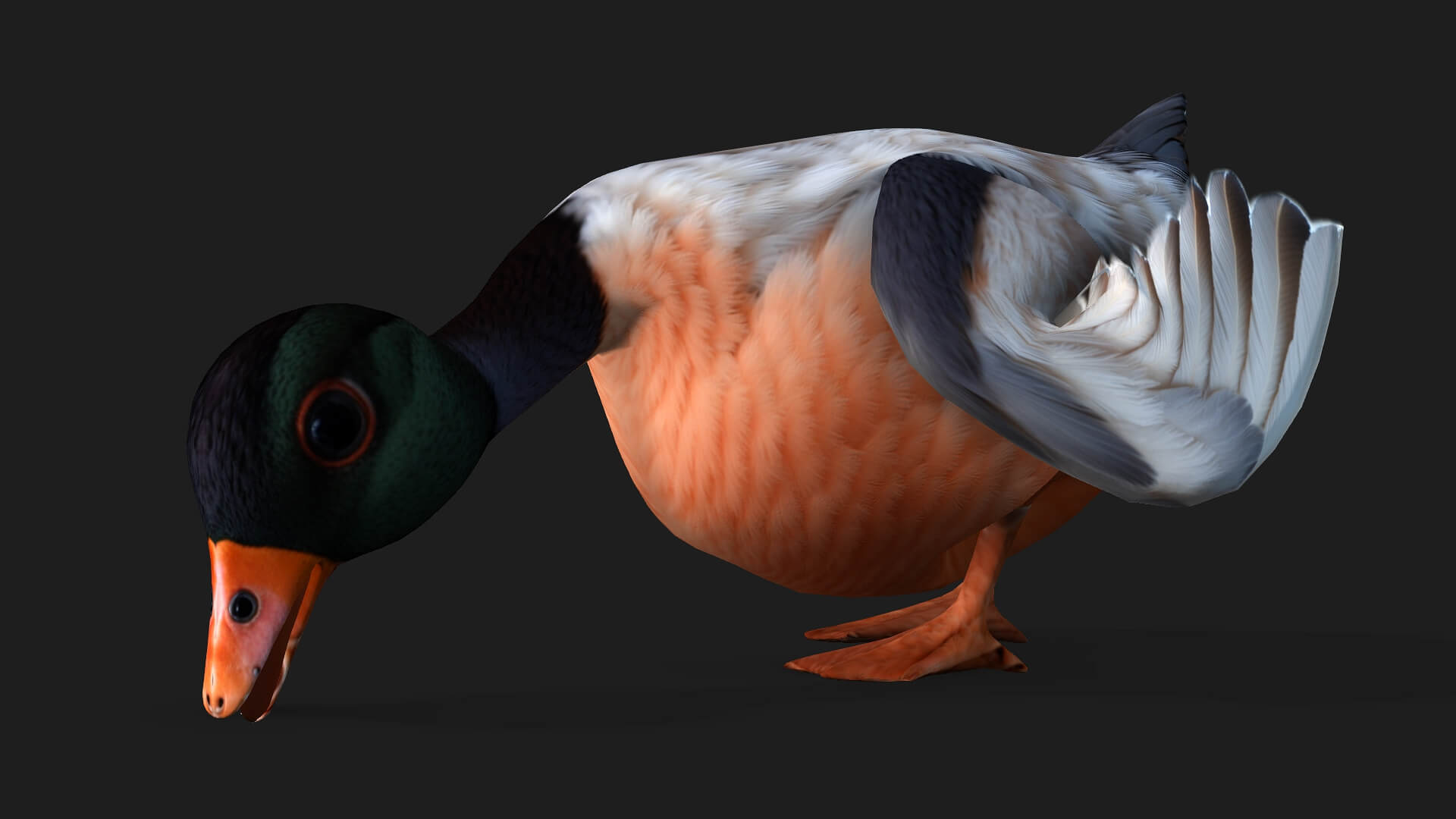 Duck A6 Animated - 3D Model by Animated3d