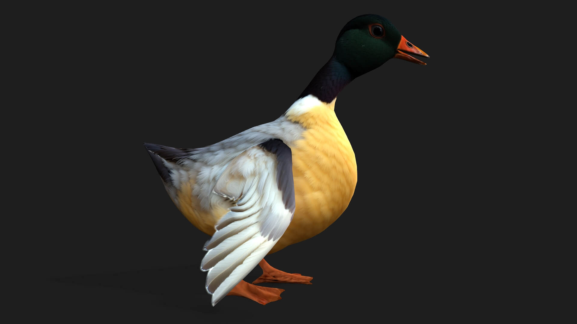 Duck A7 Animated - 3D Model by Animated3d