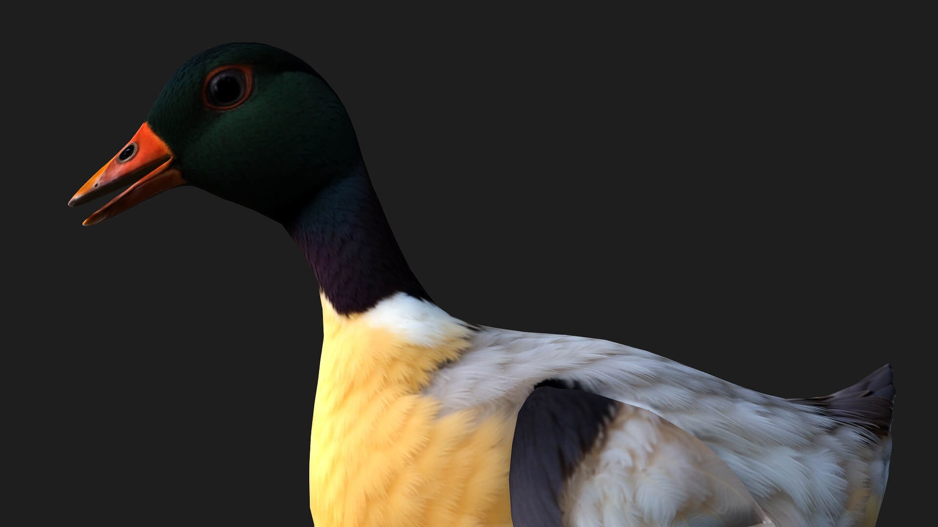 Duck A7 Animated - 3D Model by Animated3d