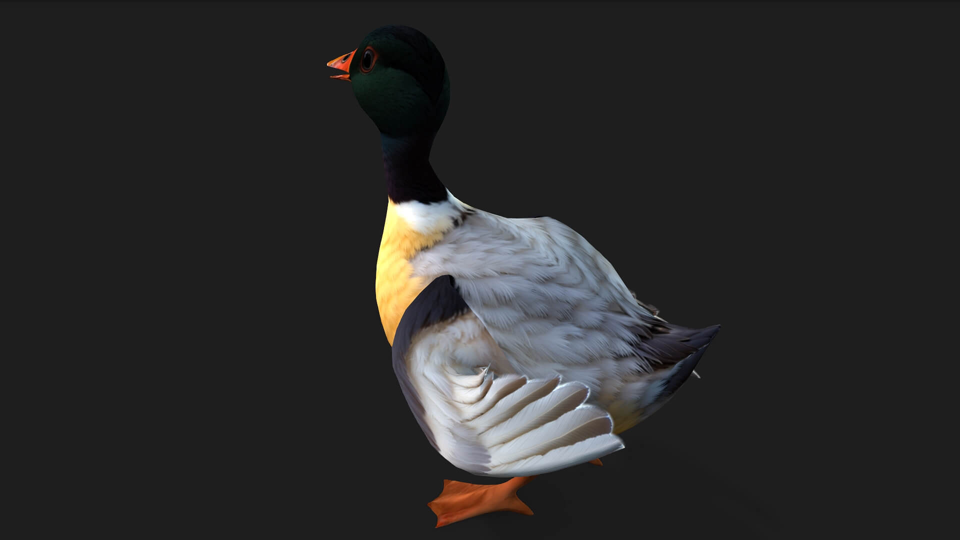 Duck A7 Animated - 3D Model by Animated3d