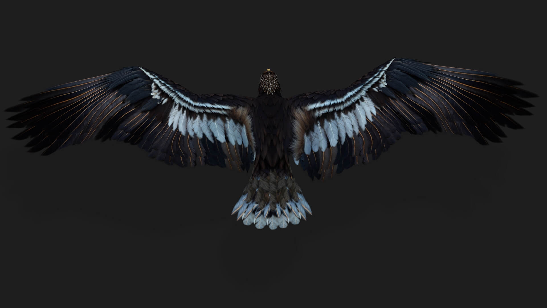 Eagle A3 Animated - 3D Model by Animated3d