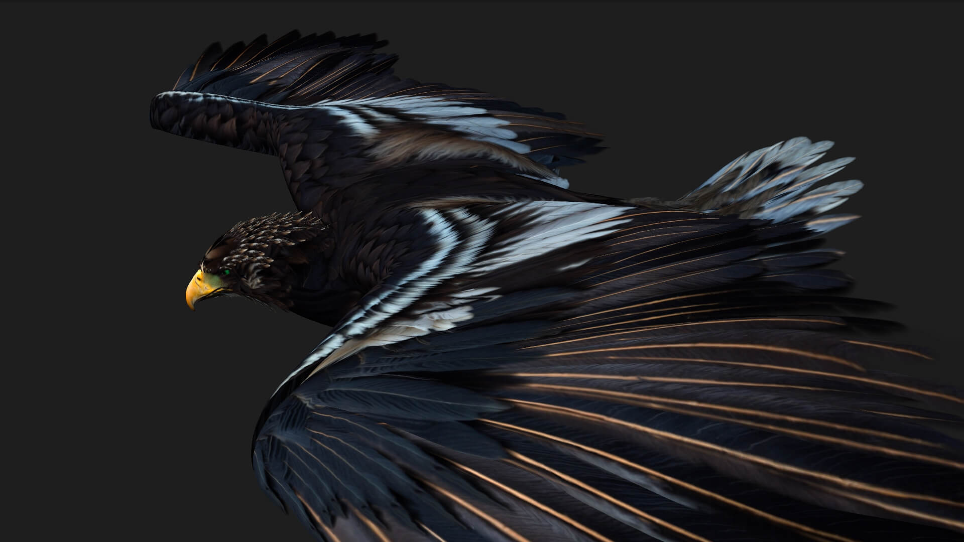 Eagle A3 Animated - 3D Model by Animated3d