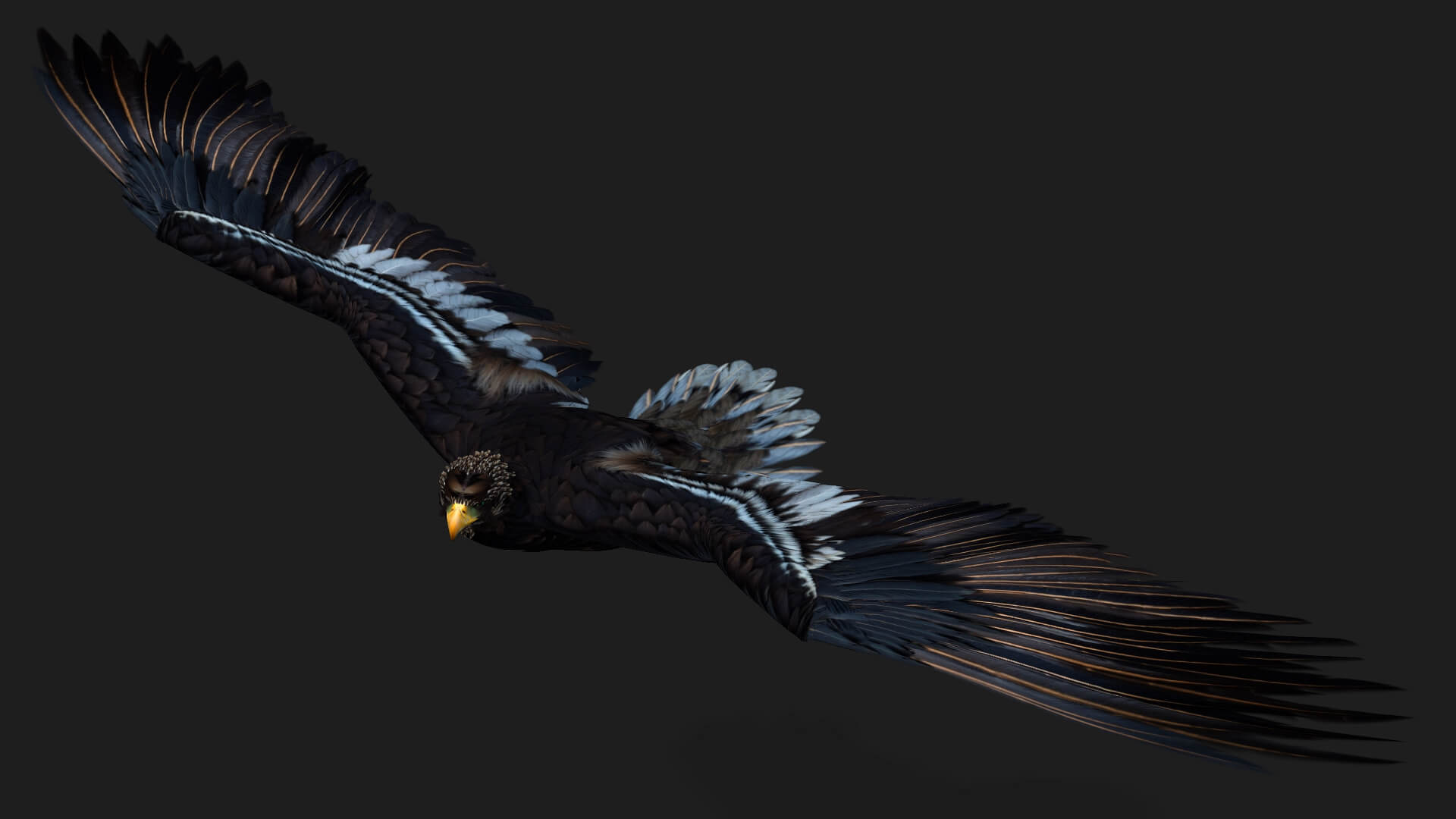 Eagle A3 Animated - 3D Model by Animated3d