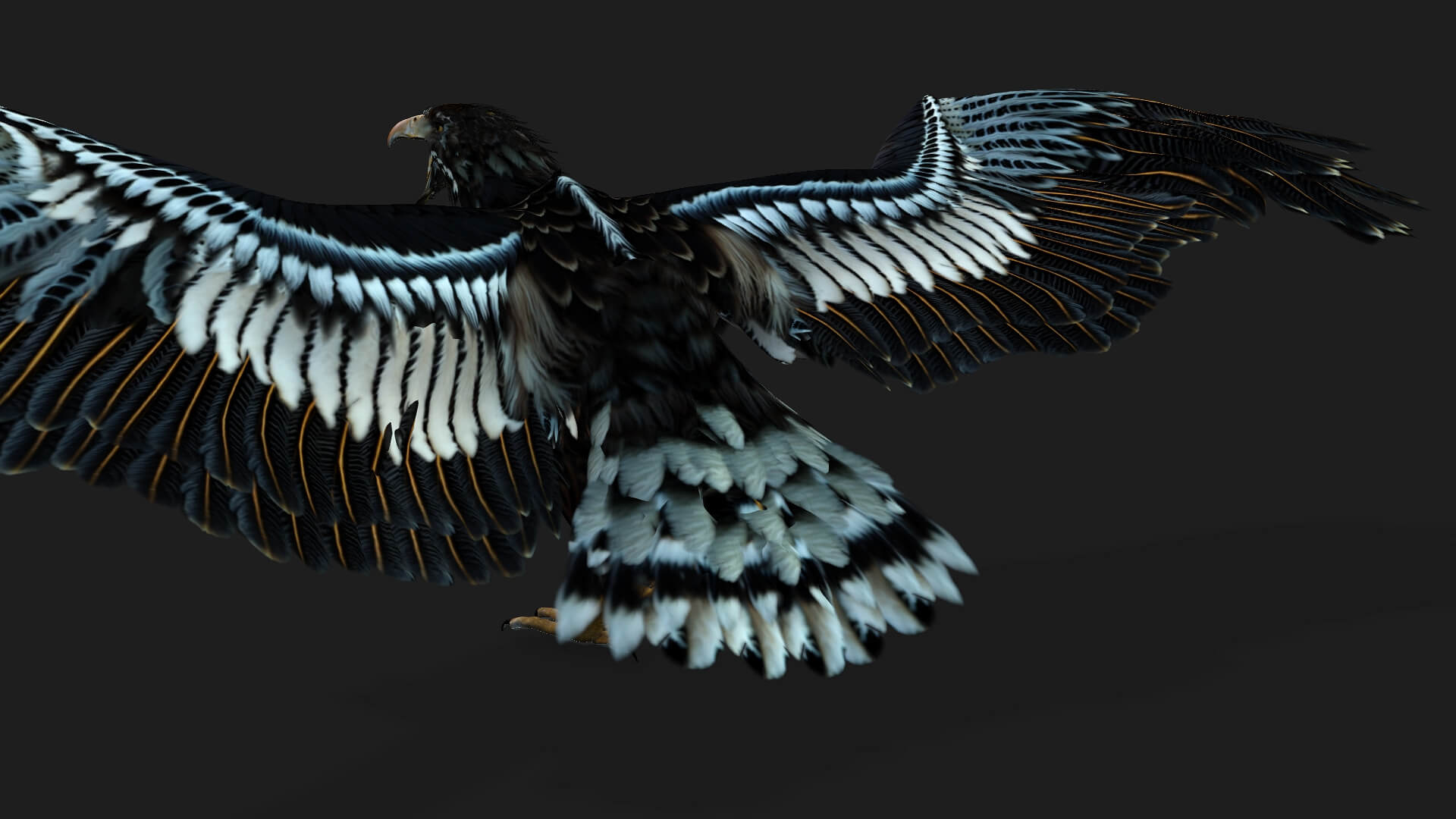 Eagle A4 Animated - 3D Model by Animated3d