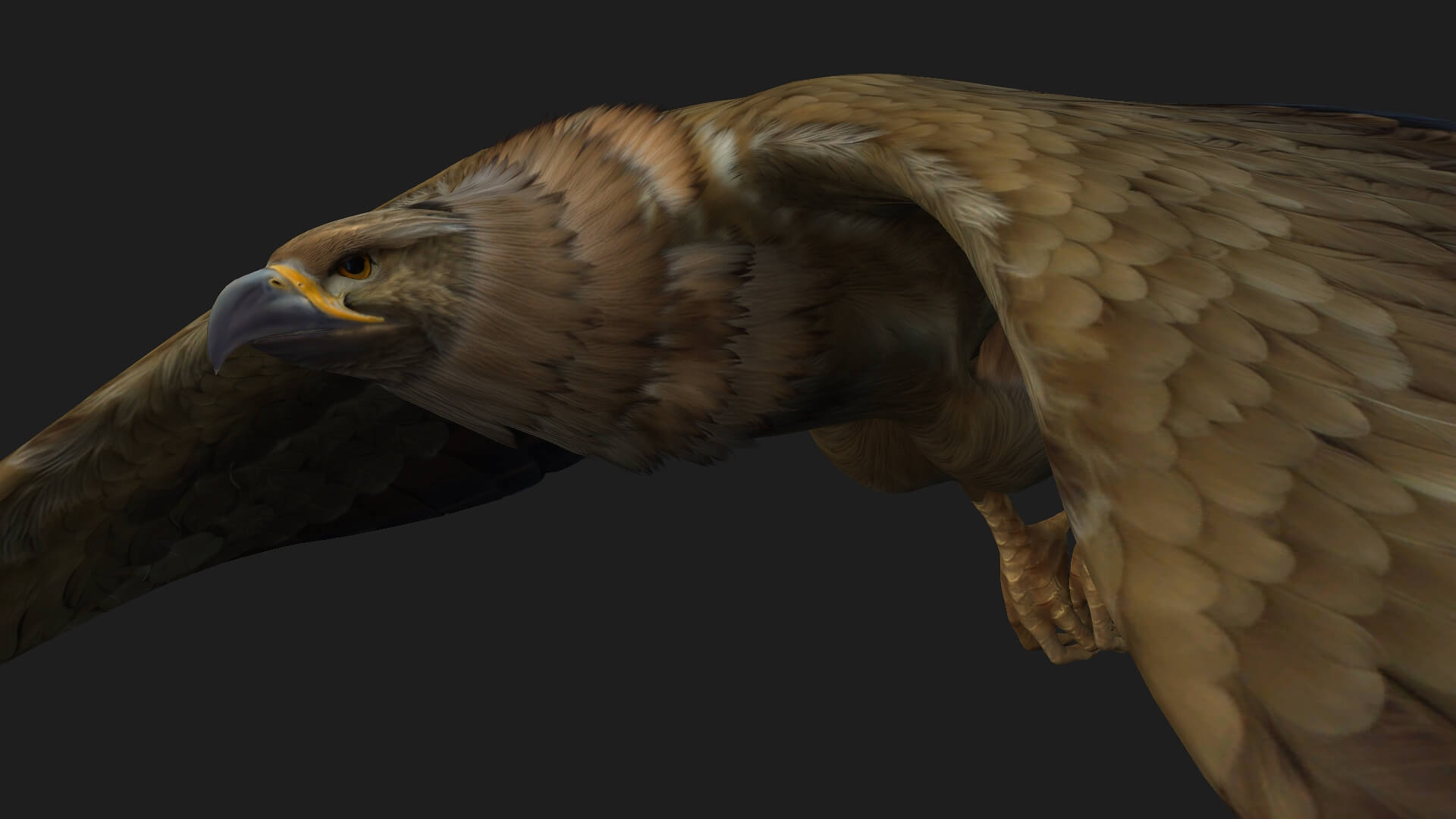 Eagle-B1-Animated 3D Animation by Animated3d