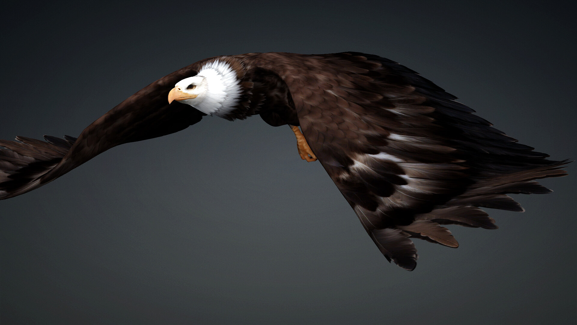 Eagle-B2-Animated 3D Animation by Animated3d