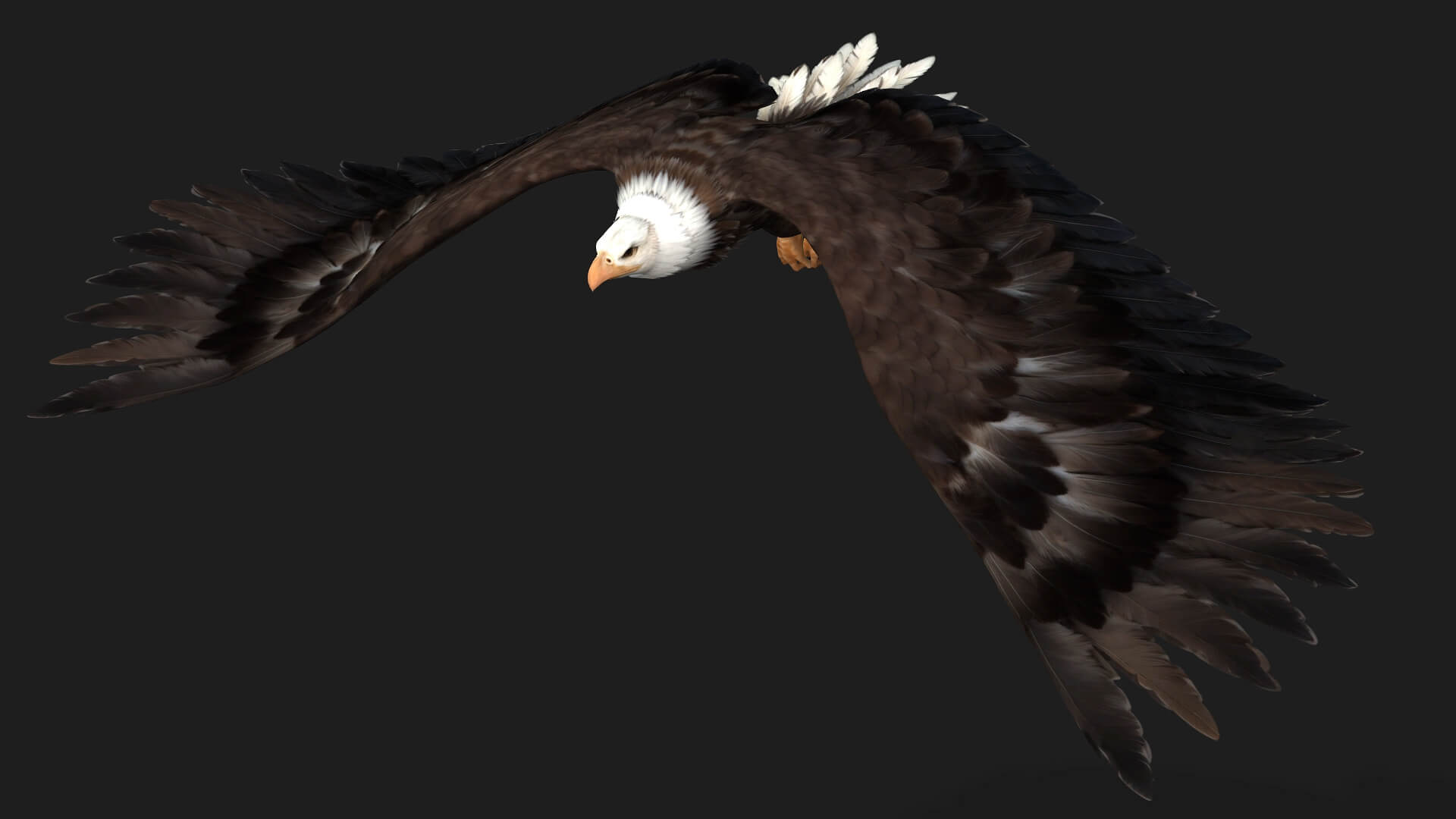 Eagle-B2-Animated 3D Animation by Animated3d