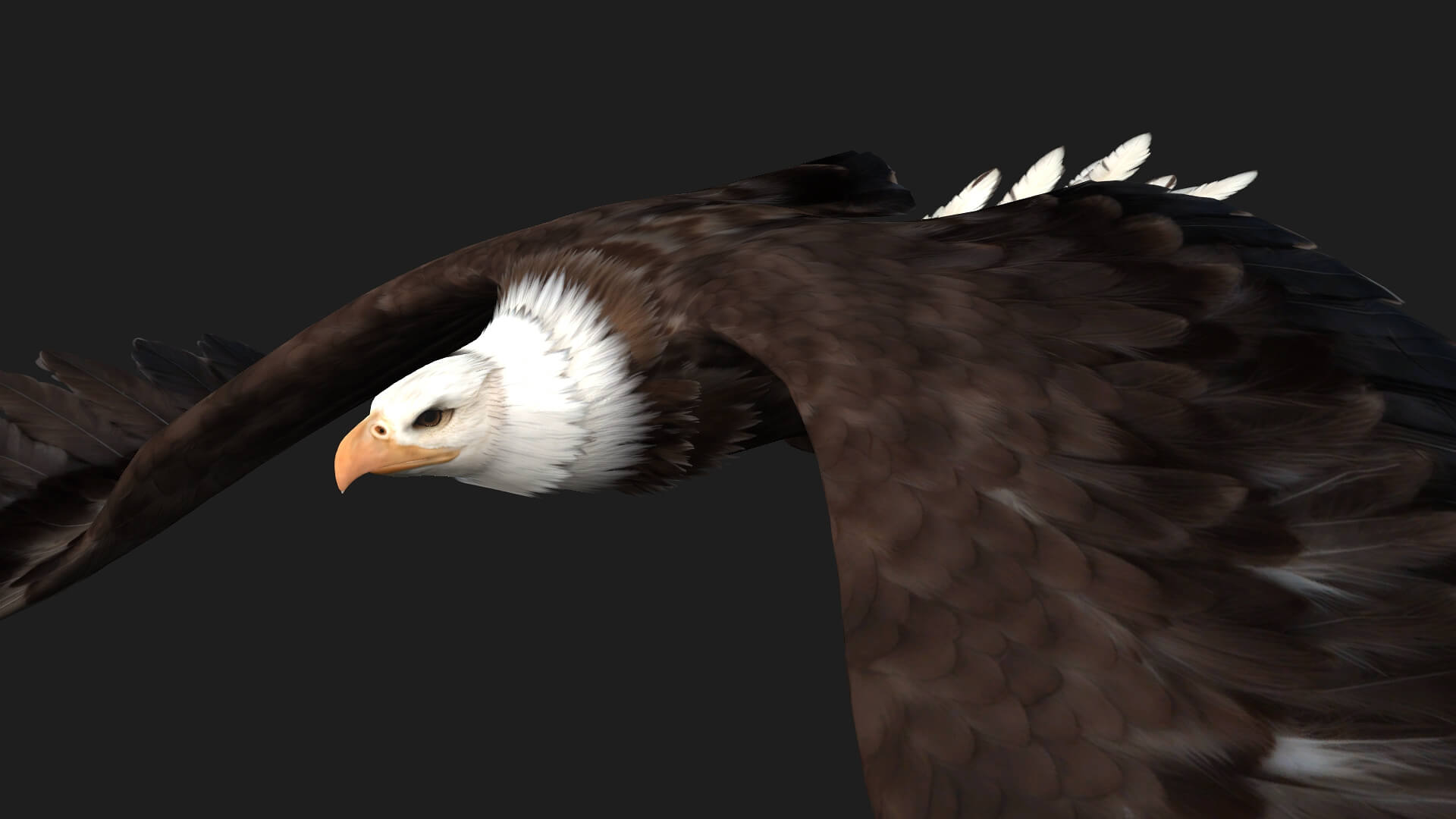 Eagle-B2-Animated 3D Animation by Animated3d