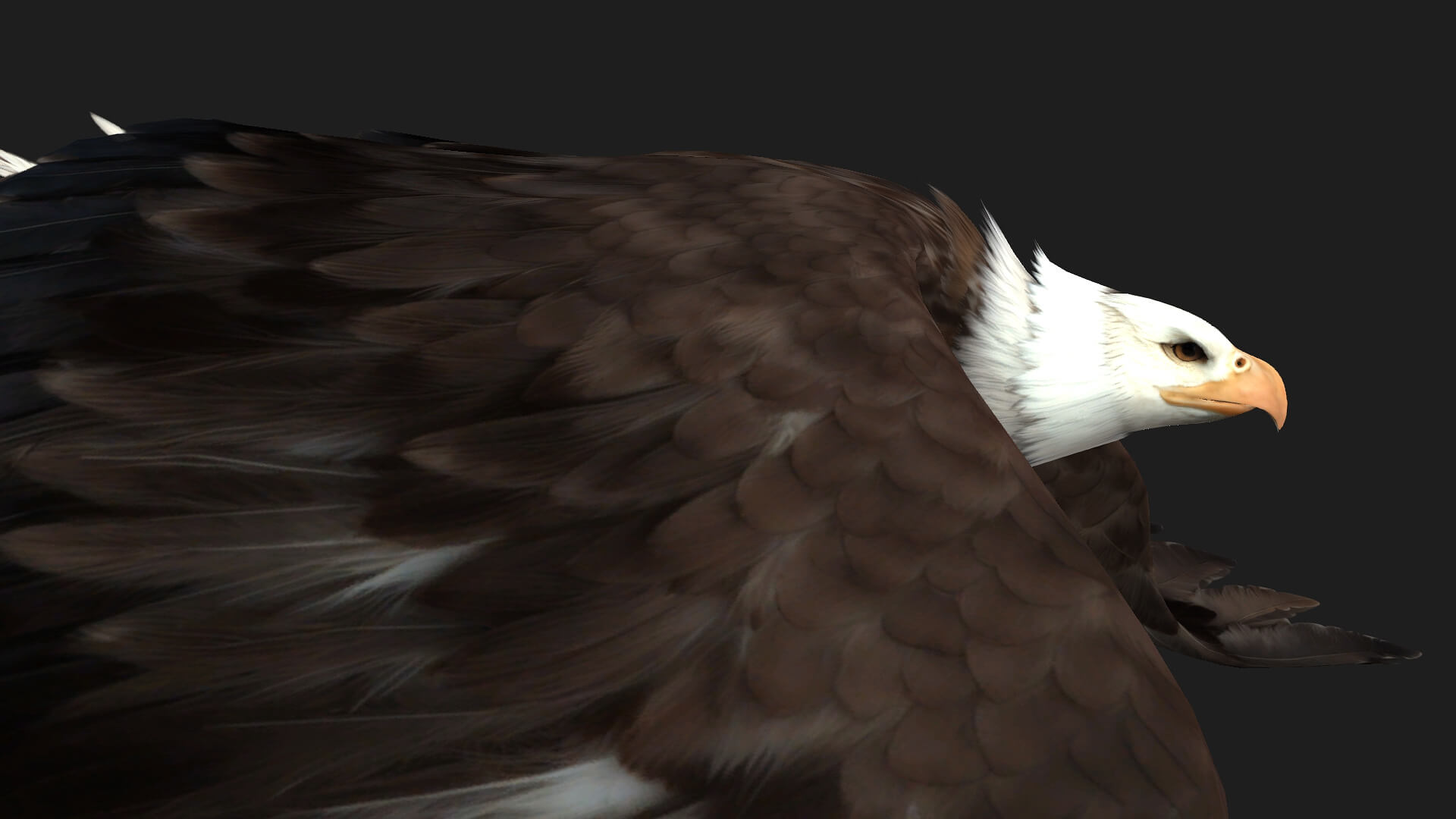 Eagle-B2-Animated 3D Animation by Animated3d