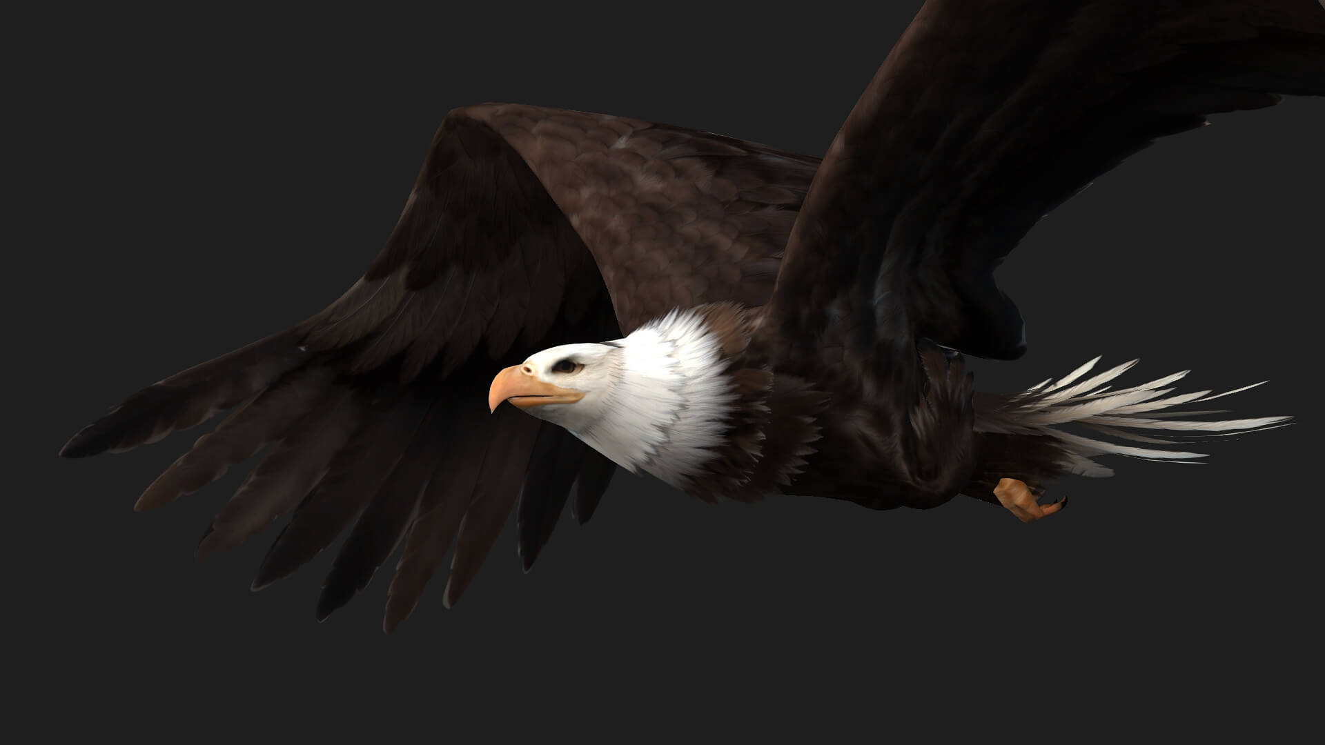 Eagle-B2-Animated 3D Animation by Animated3d