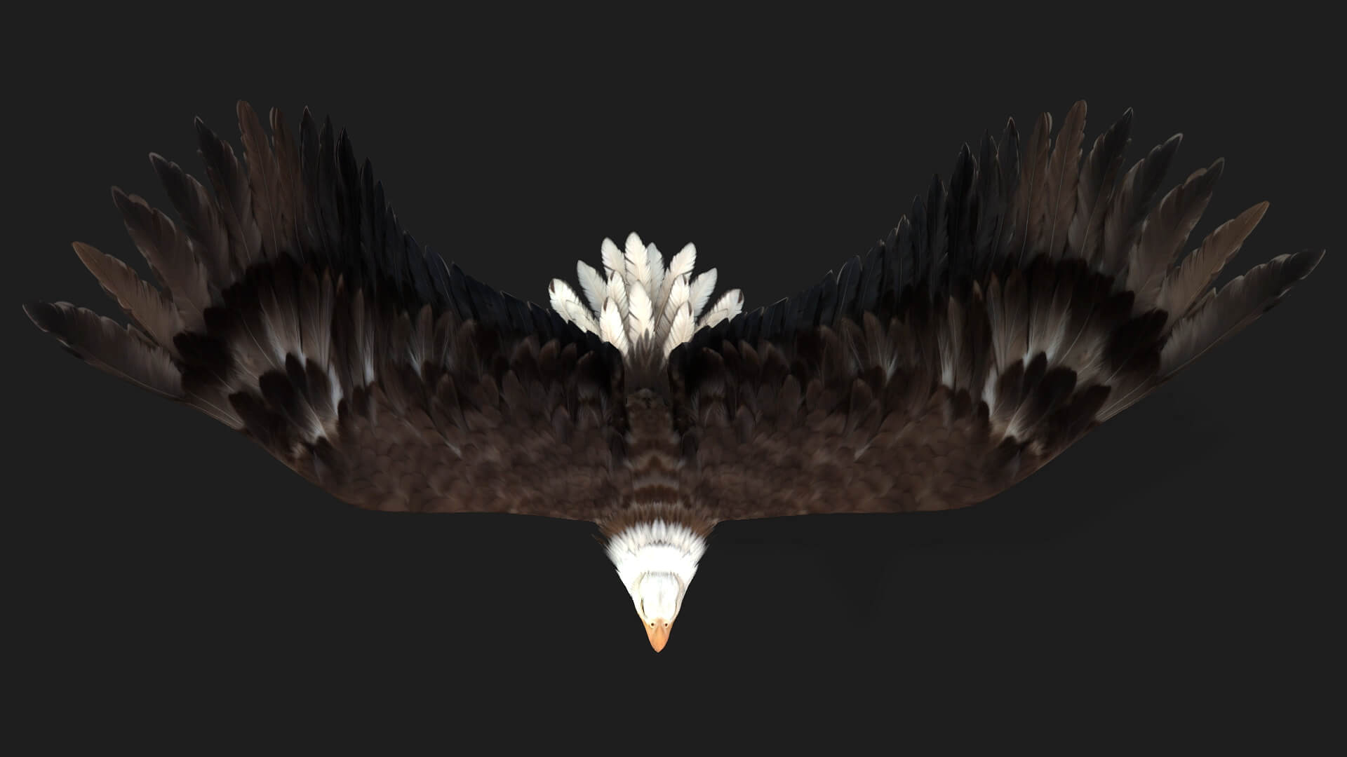 Eagle-B2-Animated 3D Animation by Animated3d