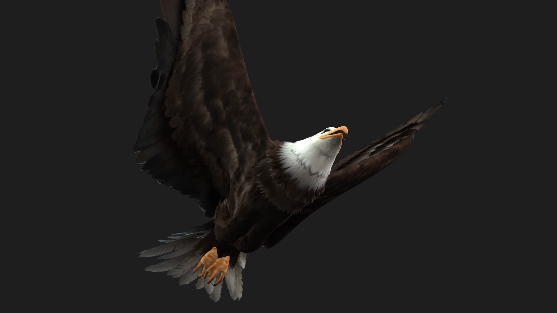 Eagle-B2-Animated 3D Animation by Animated3d