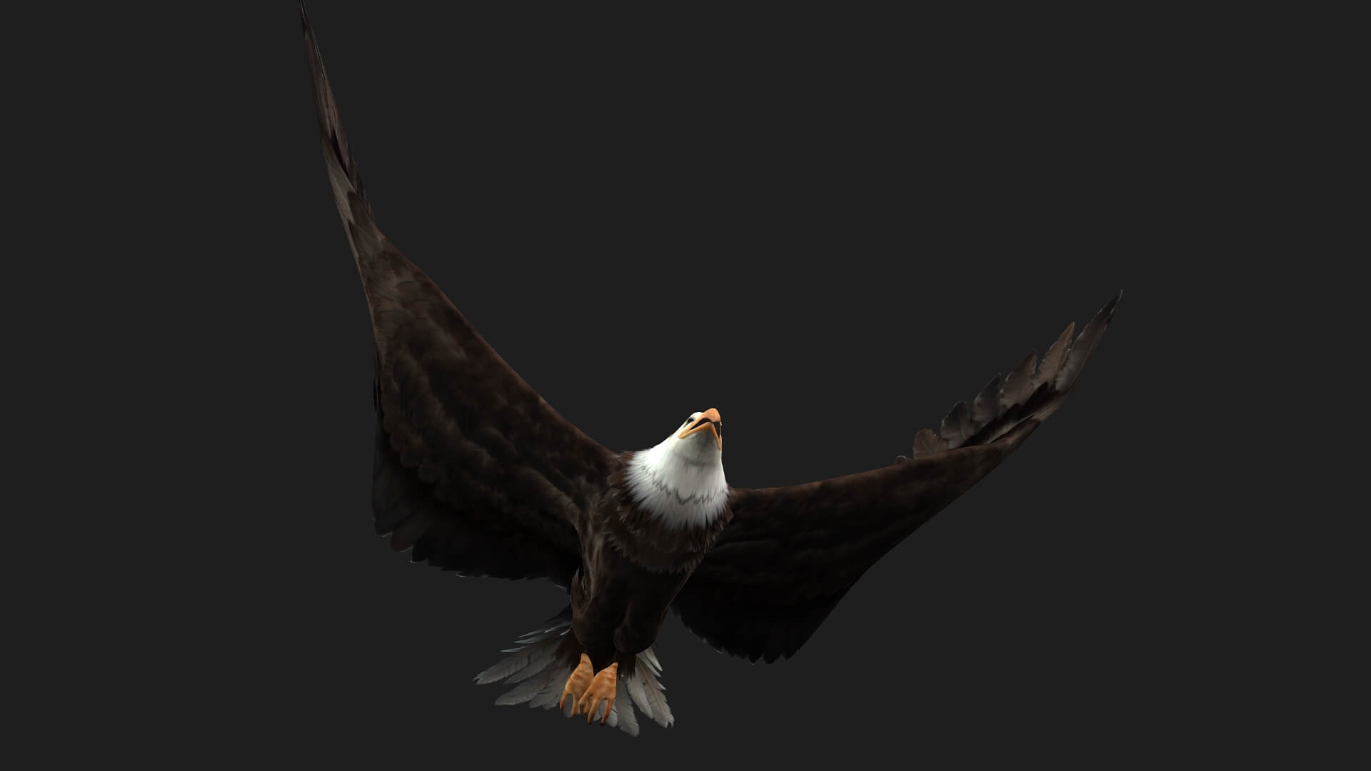 Eagle-B2-Animated 3D Animation by Animated3d