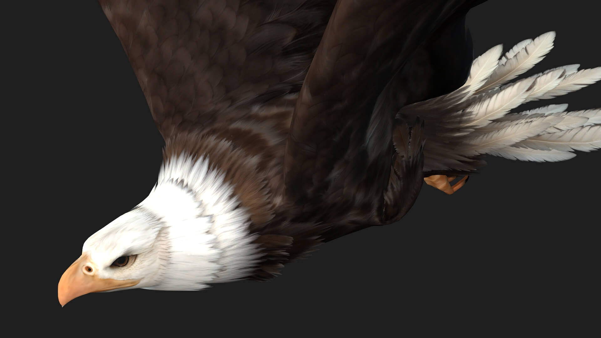 Eagle-B2-Animated 3D Animation by Animated3d