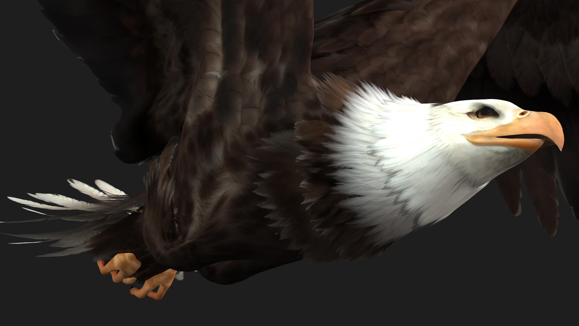 Eagle-B2-Animated 3D Animation by Animated3d