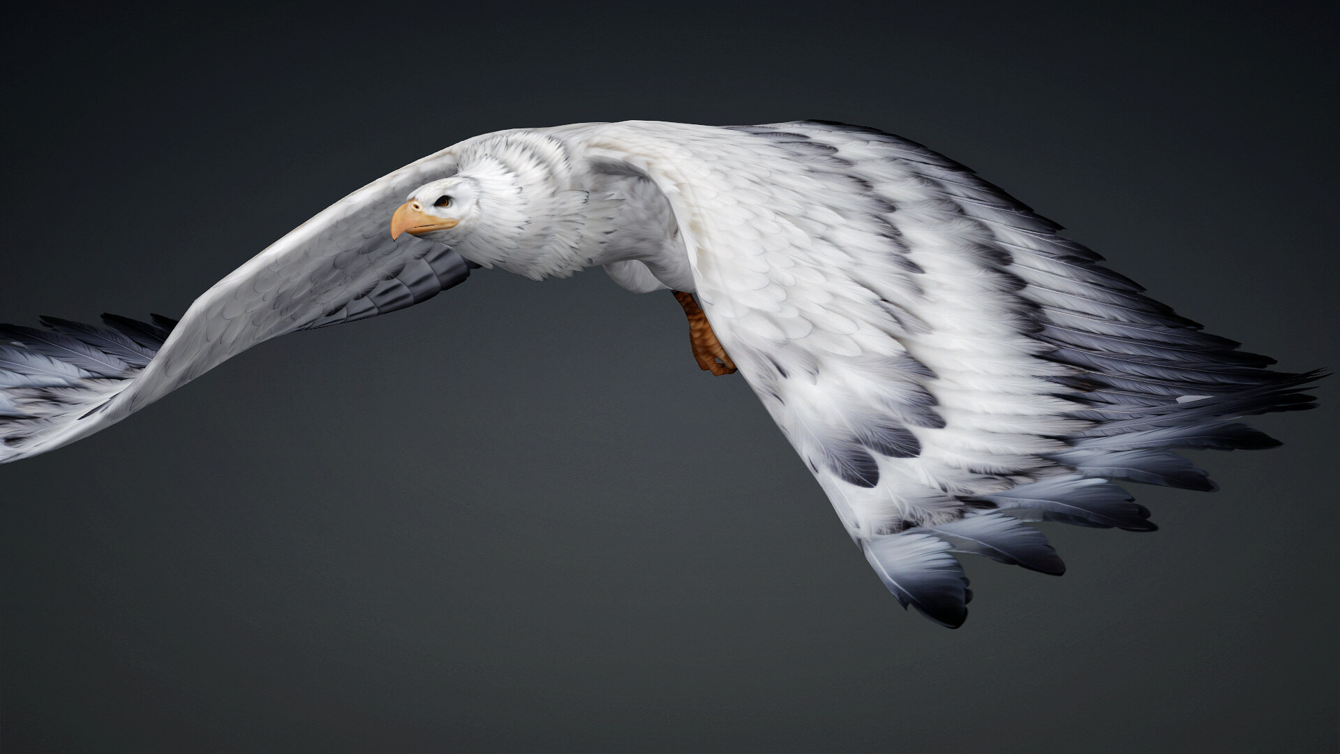 Eagle-B3-Animated 3D Animation by Animated3d