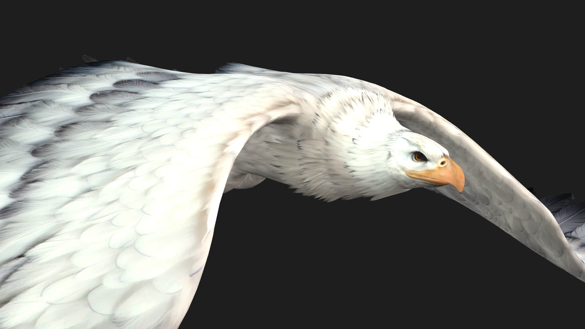Eagle-B3-Animated 3D Animation by Animated3d