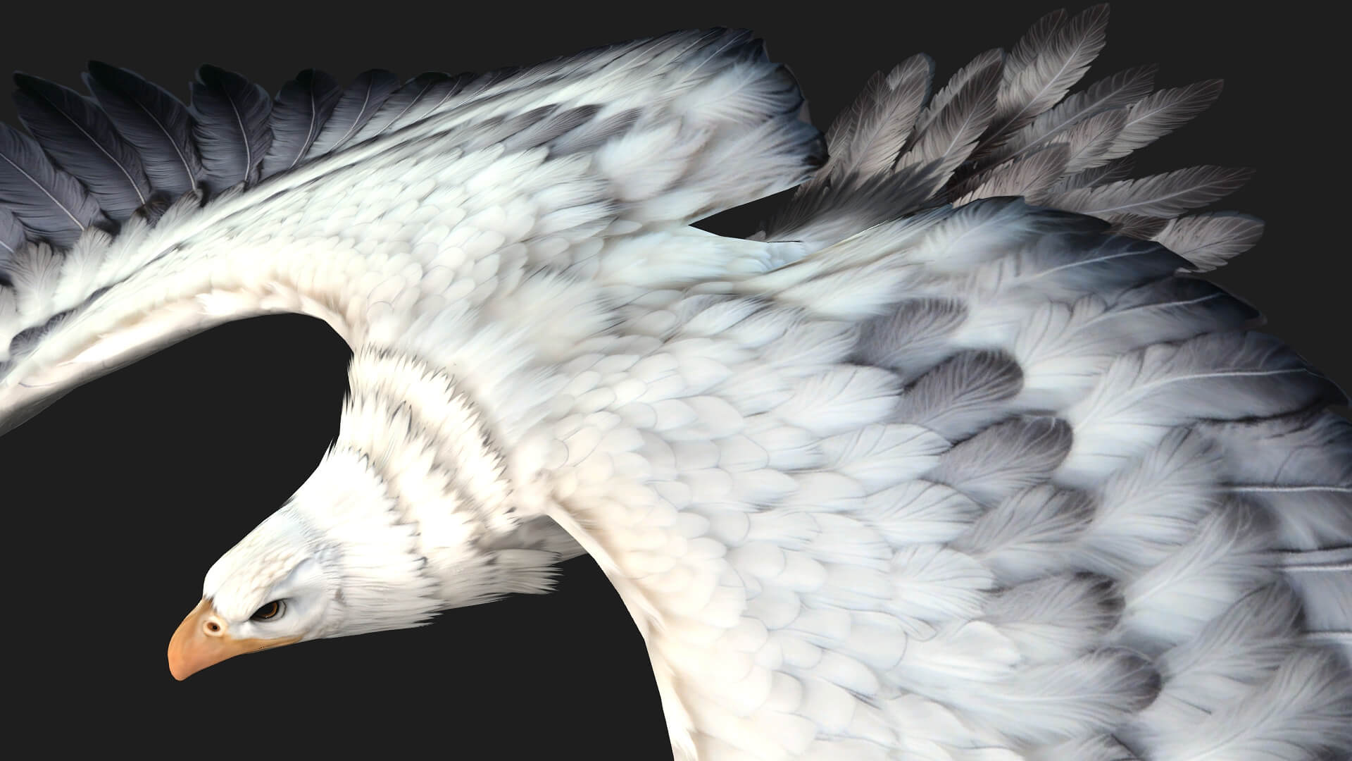 Eagle-B3-Animated 3D Animation by Animated3d