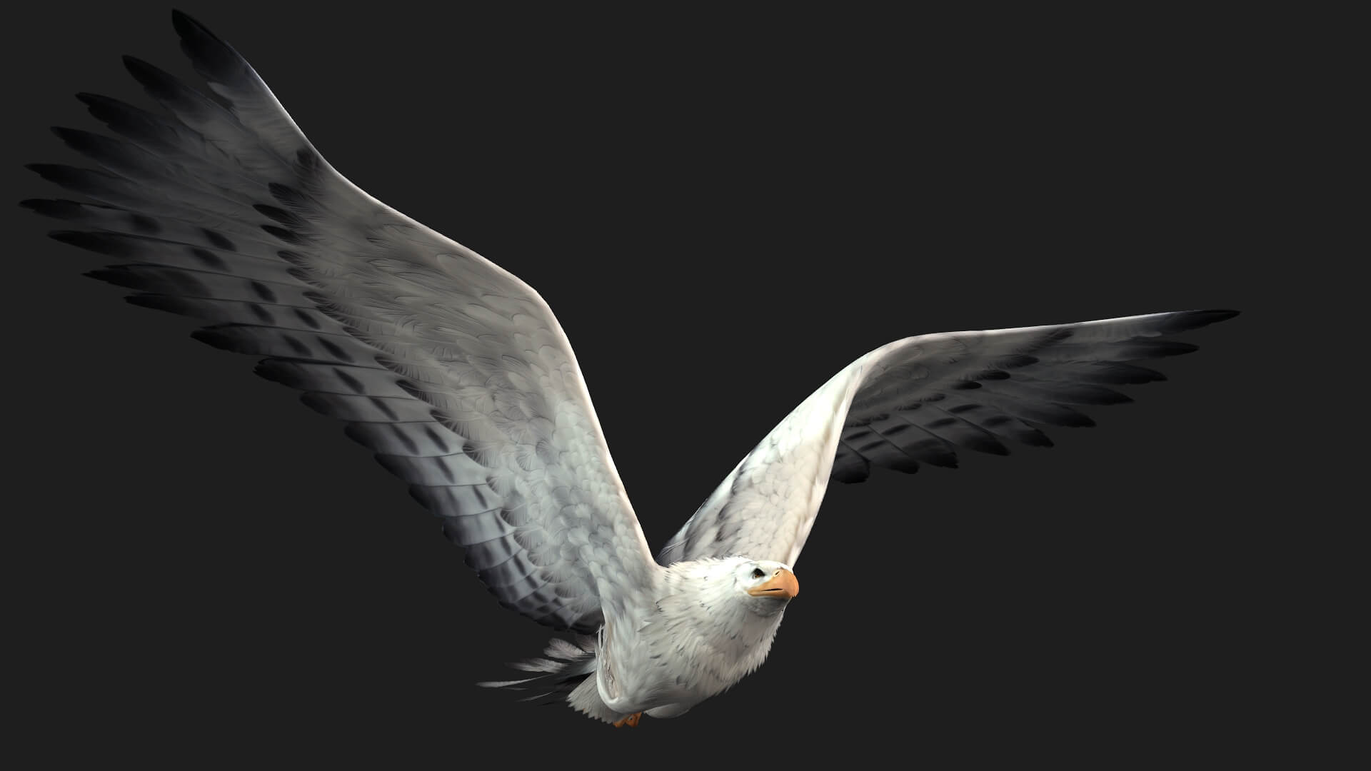 Eagle-B3-Animated 3D Animation by Animated3d