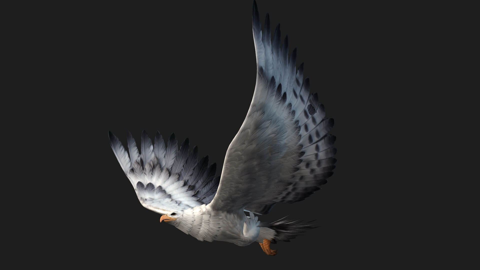 Eagle-B3-Animated 3D Animation by Animated3d