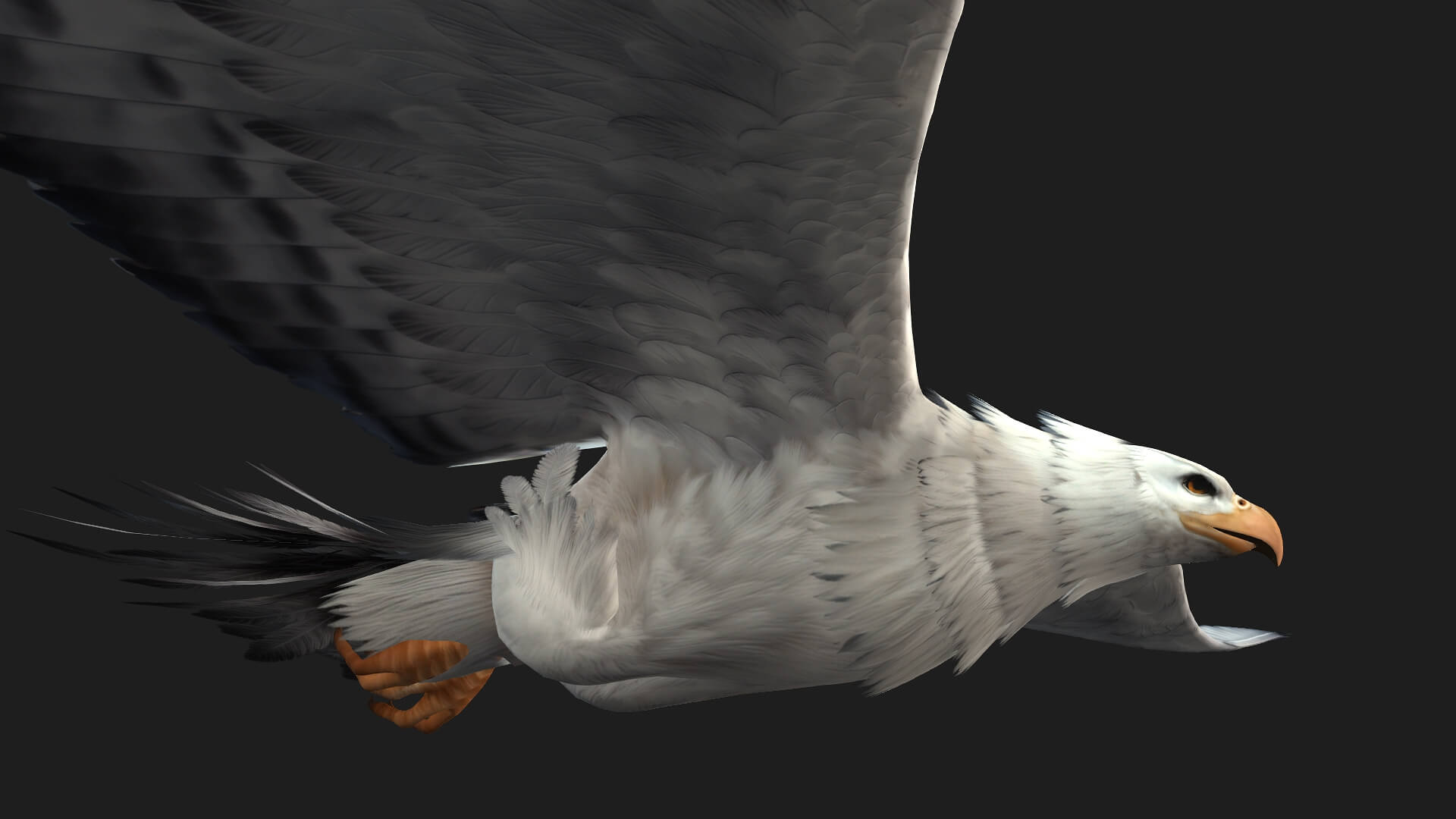 Eagle-B3-Animated 3D Animation by Animated3d