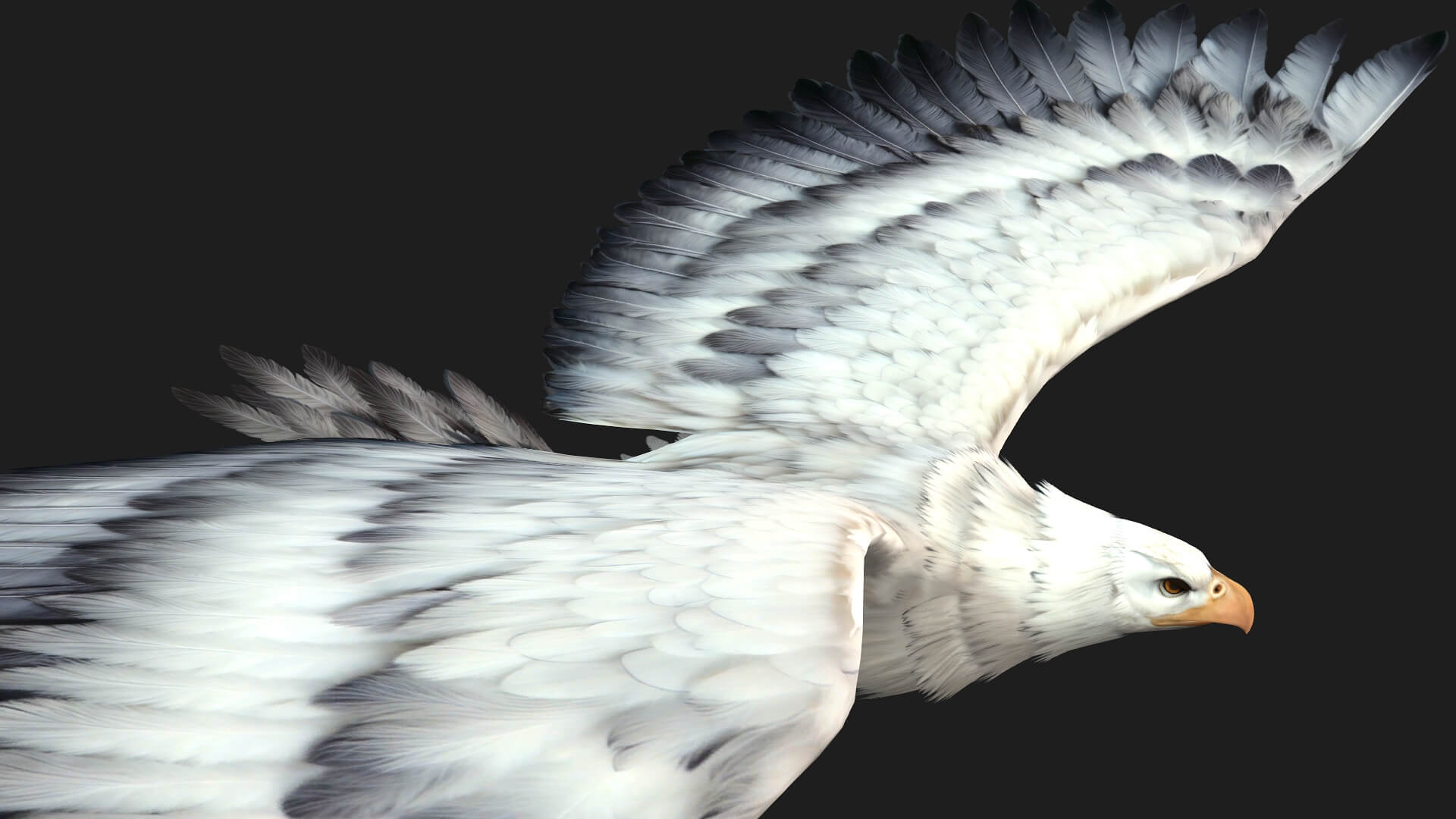 Eagle-B3-Animated 3D Animation by Animated3d