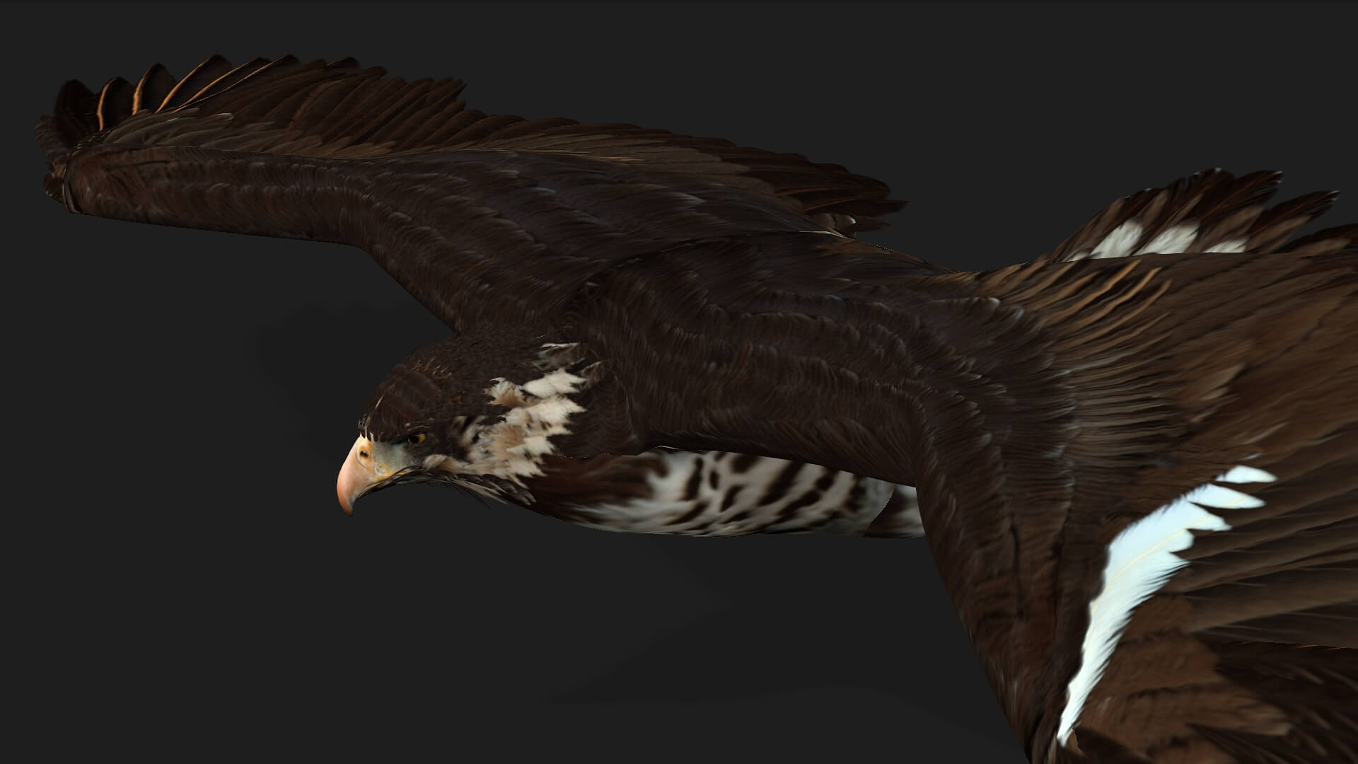Eagle V1E Animated - 3D Model by Animated3d