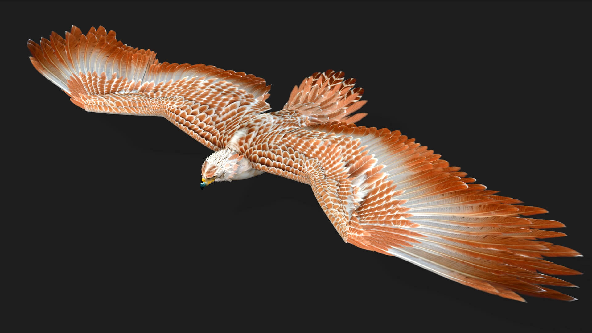 Eagle V2E Animated - 3D Model by Animated3d