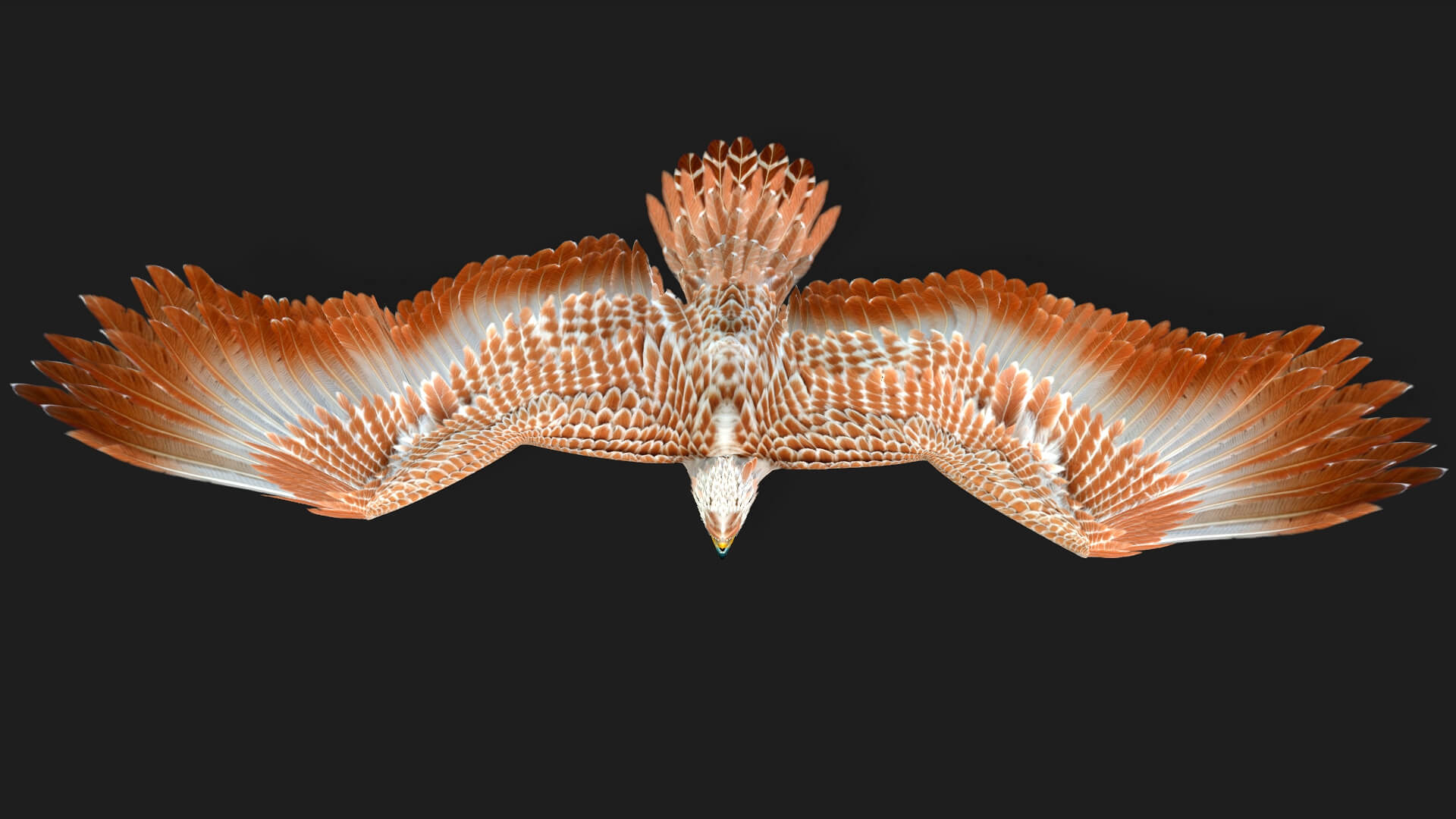Eagle V2E Animated - 3D Model by Animated3d