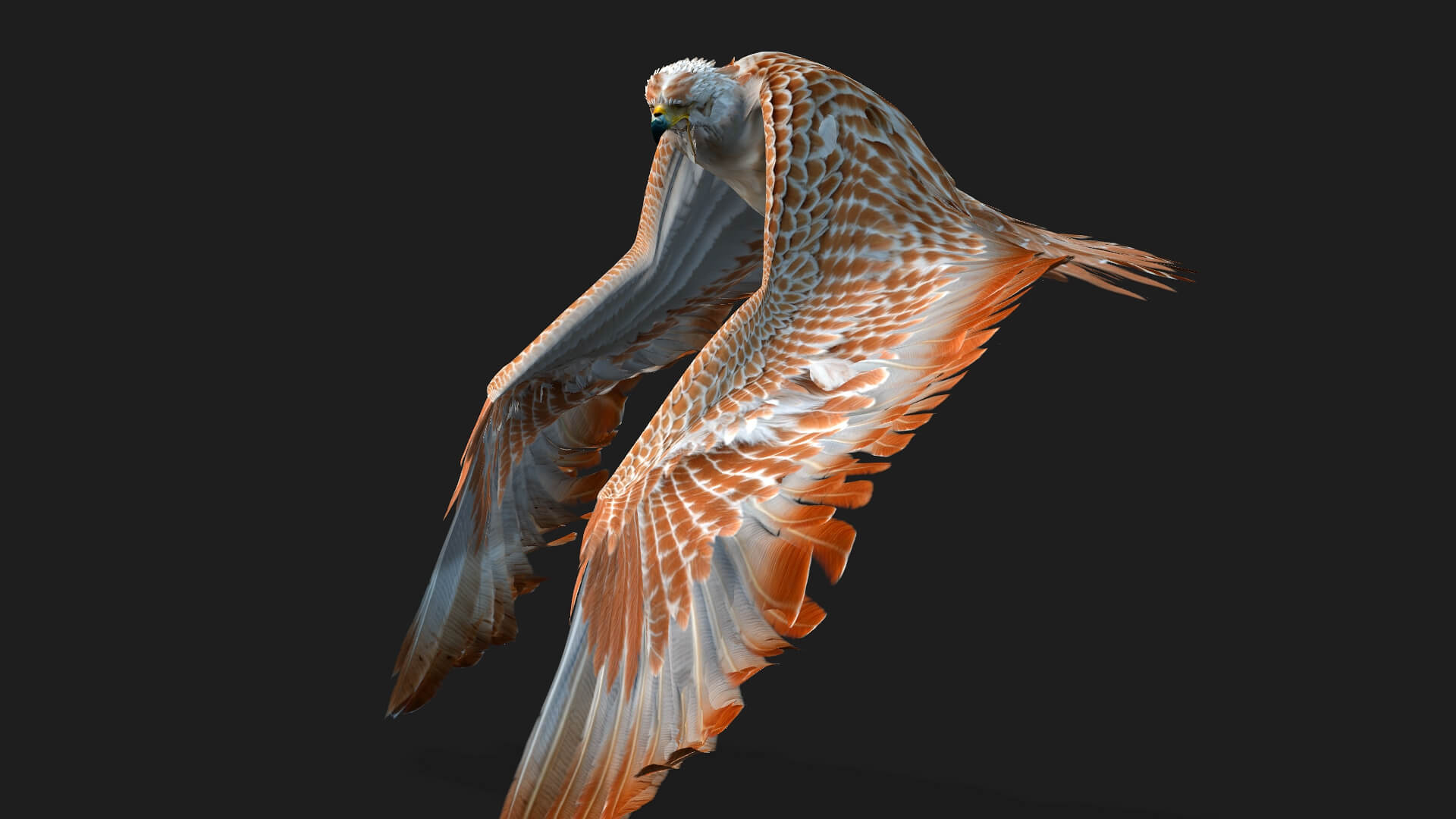 Eagle V2E Animated - 3D Model by Animated3d