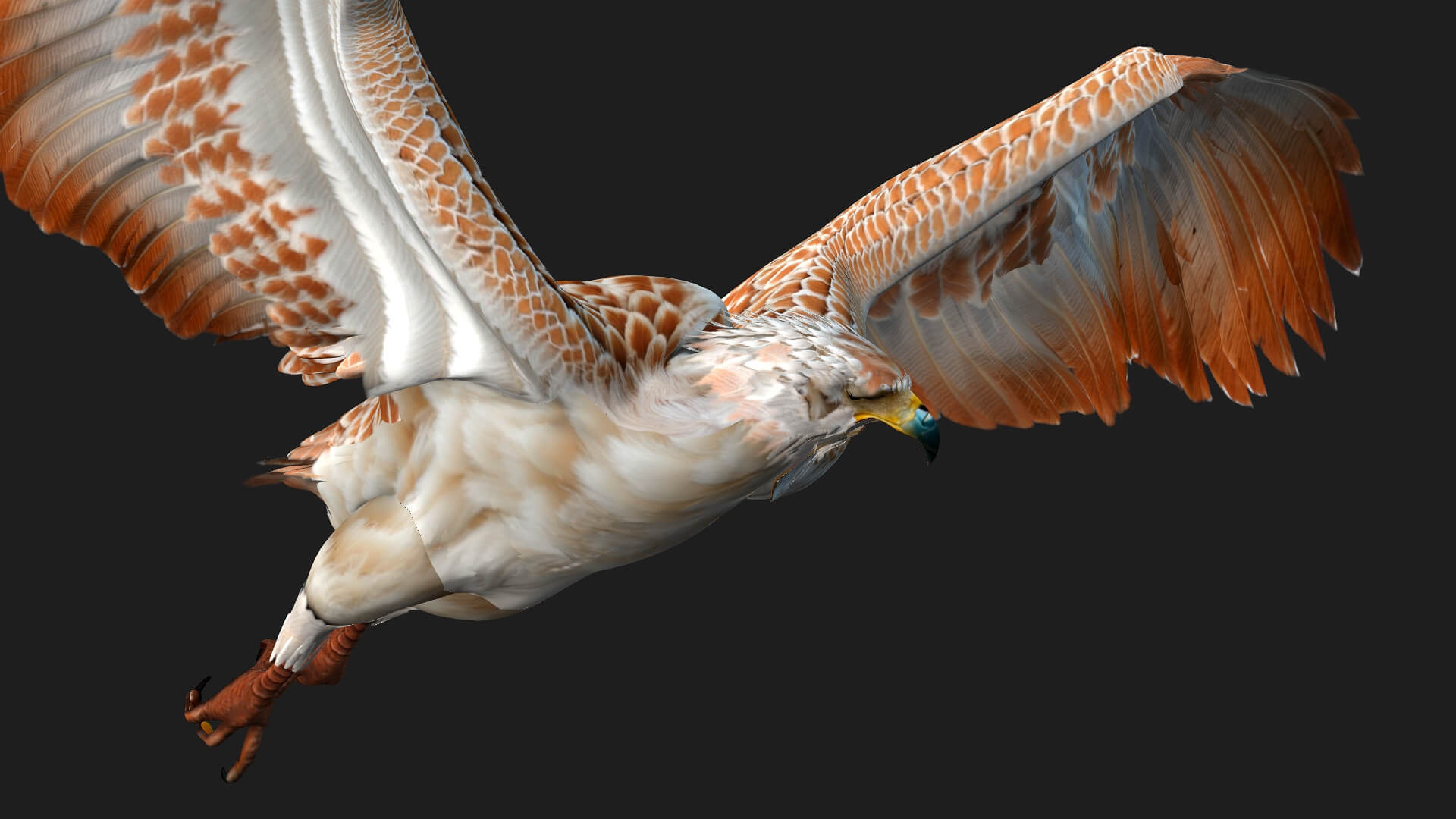 Eagle V2E Animated - 3D Model by Animated3d