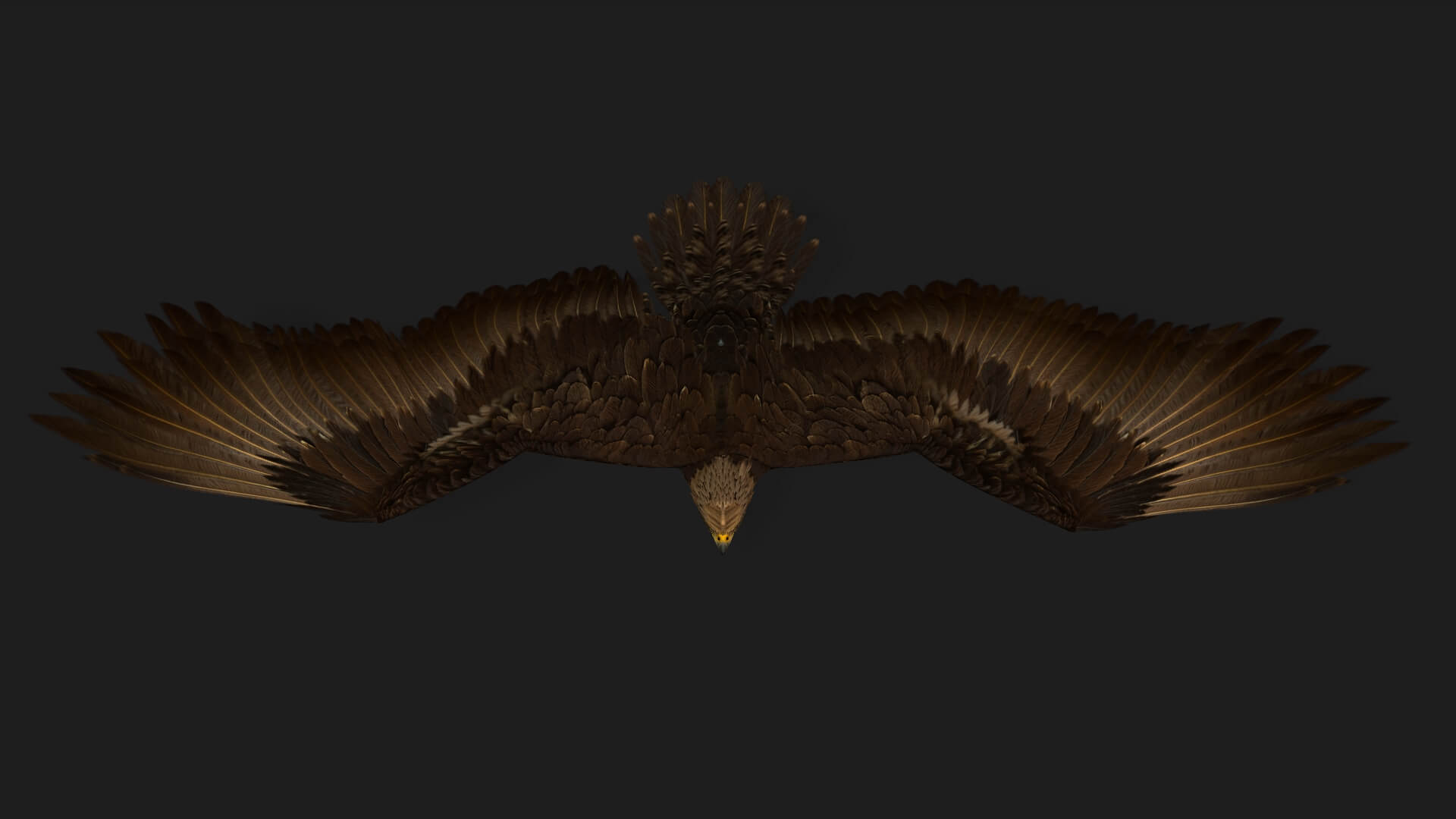 Eagle V3E Animated - 3D Model by Animated3d