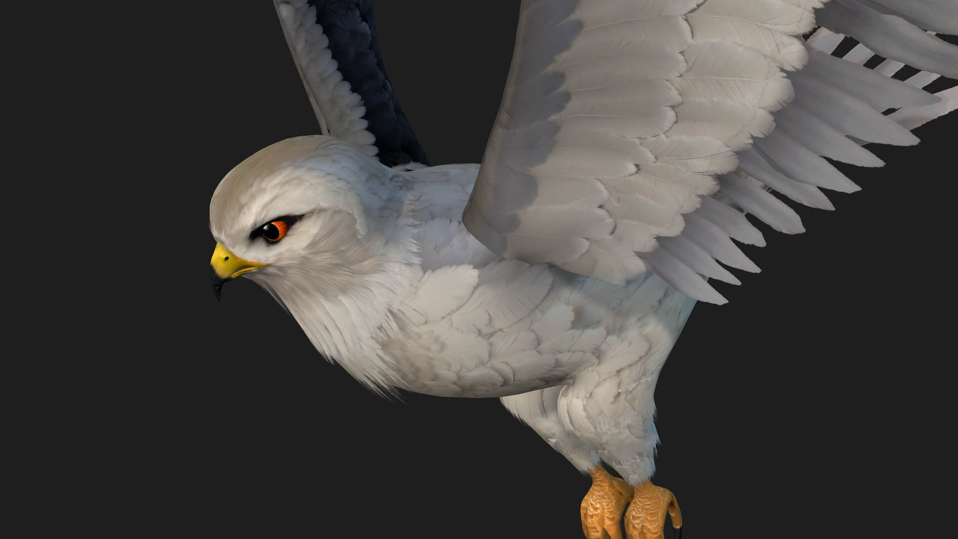 Falcon-A1-Animated 3D Model by Animated3d
