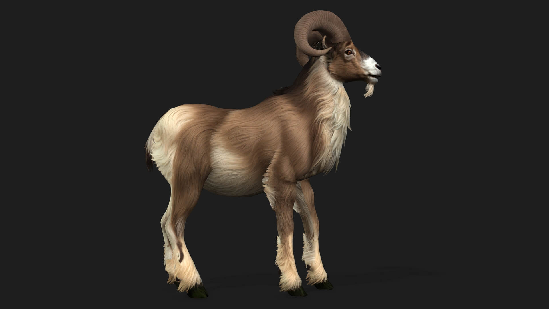 Goat-B1-Animated 3D Model by Animated3d