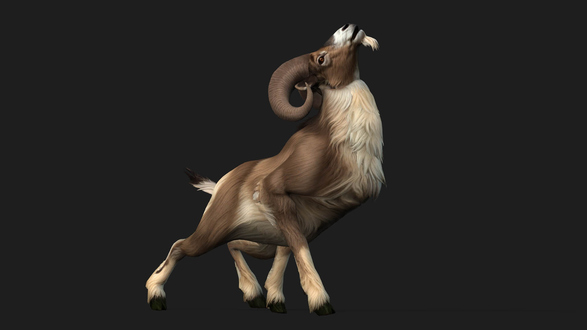 Goat-B1-Animated 3D Model by Animated3d